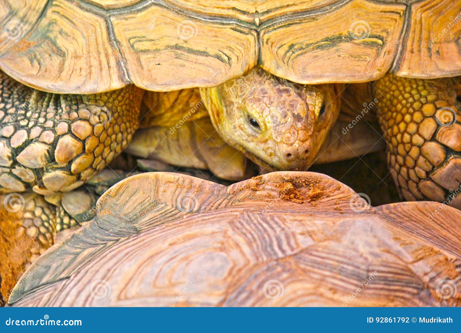 Closeup view of tortoise stock photo. Image of nature - 92861792
