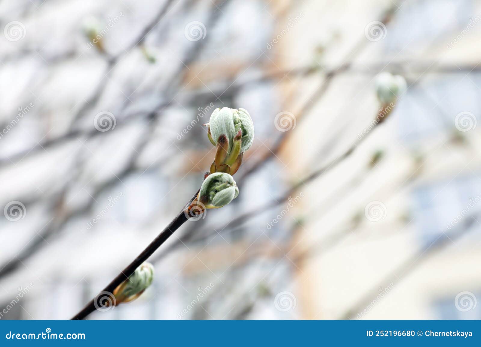 Closeup View of Tree Branch with Budding Leaves Outdoors Stock Photo ...