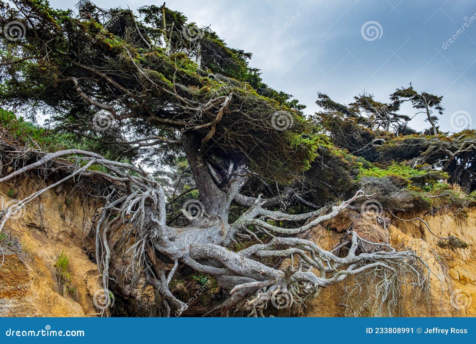 Closeup View of the Tree of Life Kalaloch Washington Stock Image ...