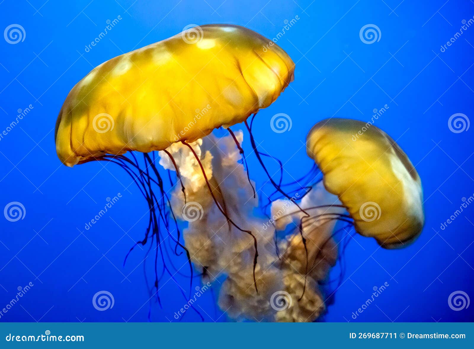 Jellyfish In The Backlit Aquarium. The Inhabitants Of The Sea. Living ...