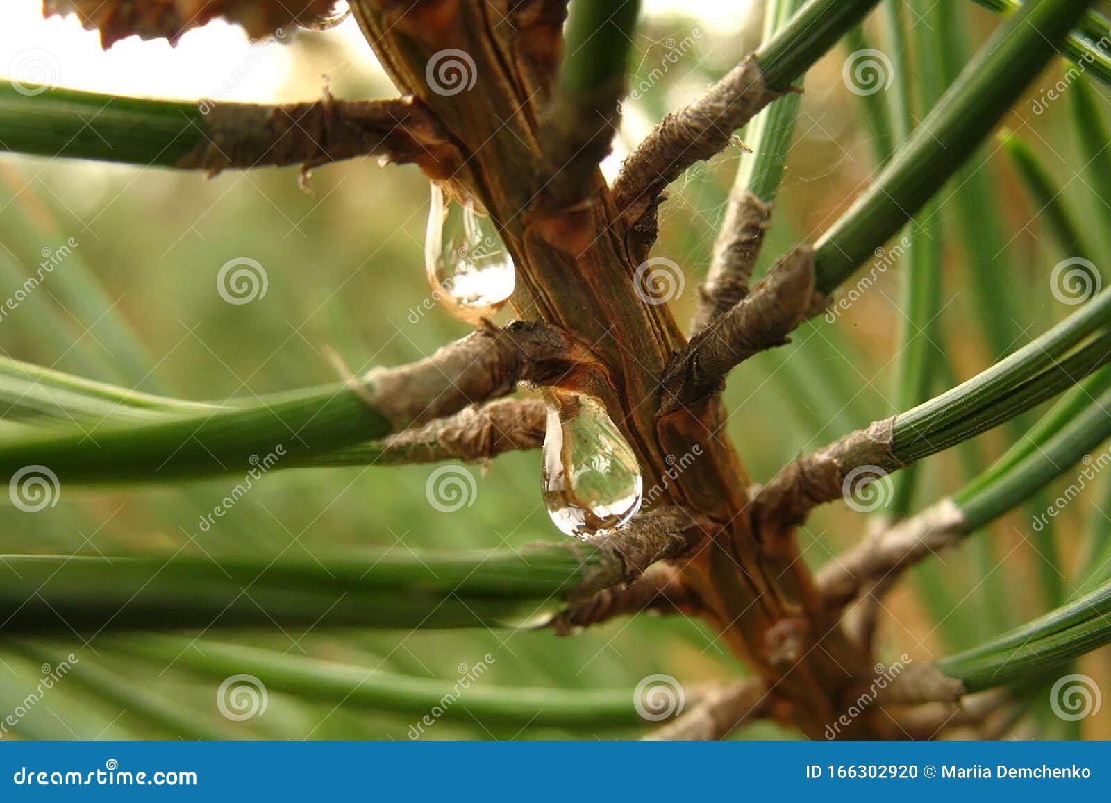 The Drops Of Resin Flow Down On The Bark Of Pine-tree Stock Image ...