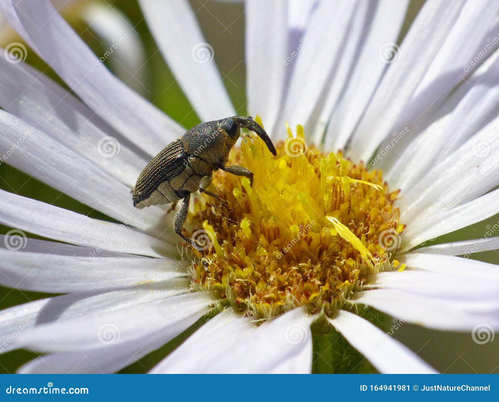 Weevil on Daisy stock image. Image of beetle, details - 164941981