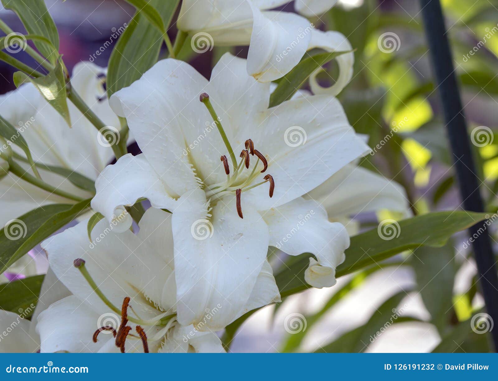 Closeup View of a White Lily, Seattle Washington Stock Photo - Image of ...