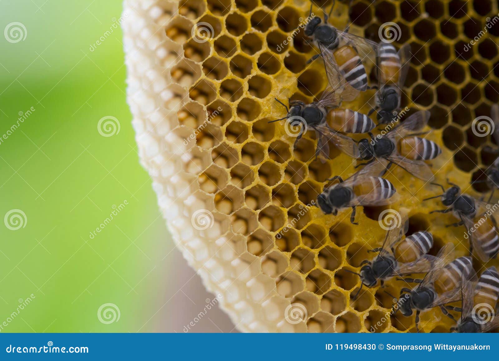 Closeup View of the Working Bees on Honeycomb, Honey Cells Pattern ...