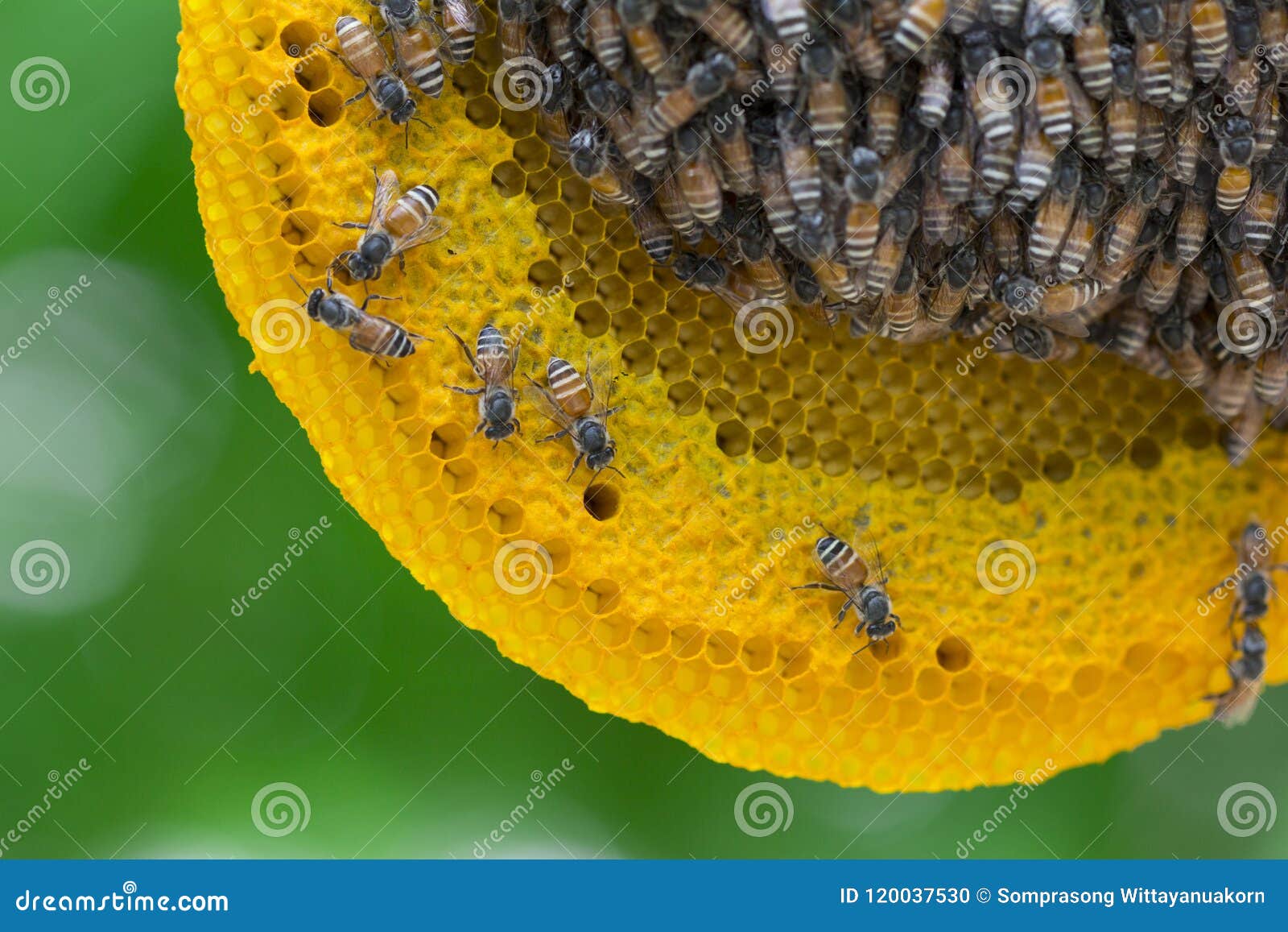 Closeup View of the Working Bees on Honeycomb, Honey Cells Pattern ...