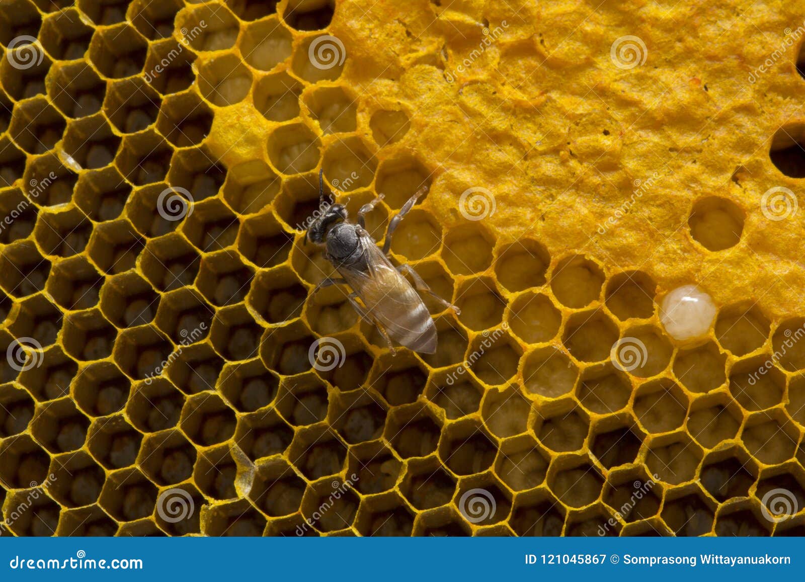 Closeup View of the Working Bees on Honeycomb, Honey Cells Pattern ...