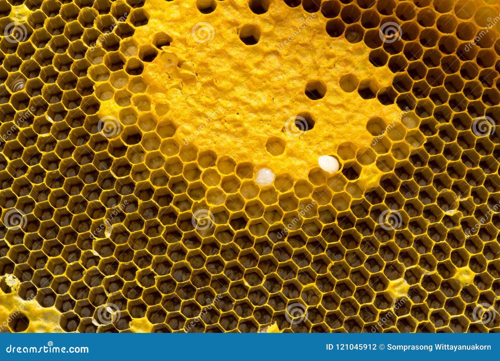 Closeup View of the Working Bees on Honeycomb, Honey Cells Pattern ...
