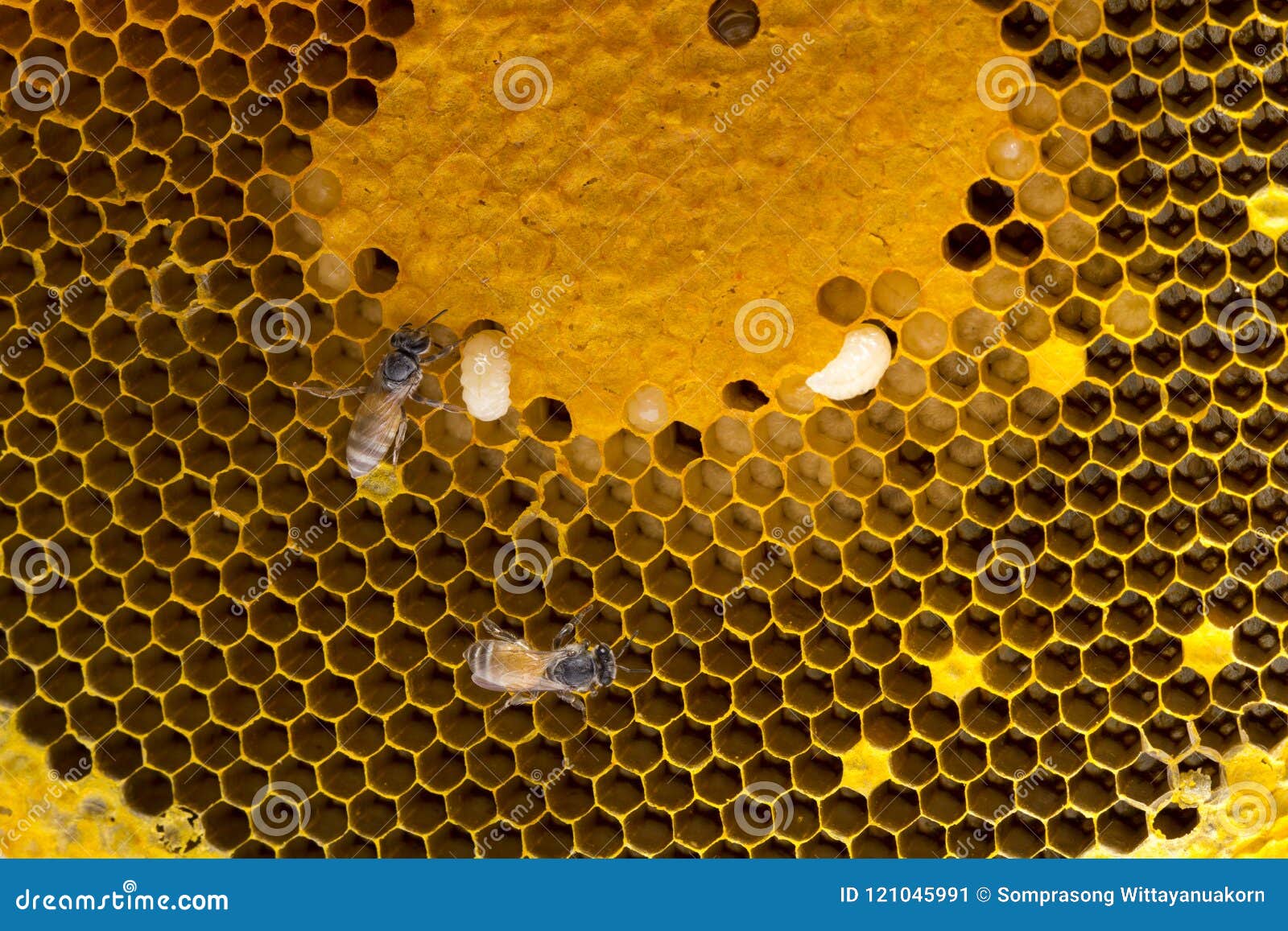 Closeup View of the Working Bees on Honeycomb, Honey Cells Pattern ...