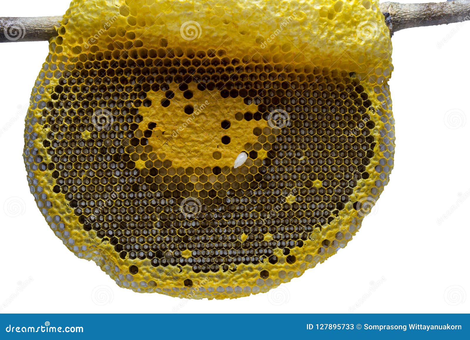 Closeup View of the Working Bees on Honeycomb, Honey Cells Pattern ...