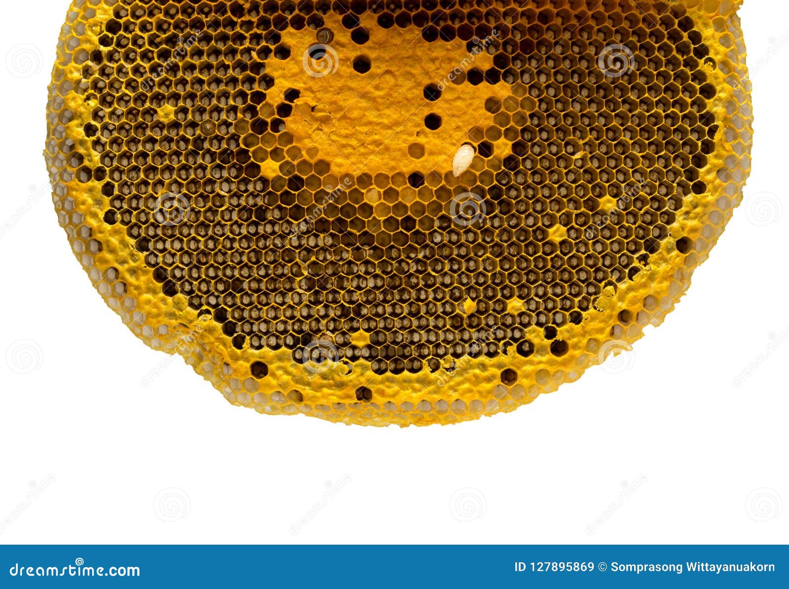 Closeup View of the Working Bees on Honeycomb, Honey Cells Pattern ...