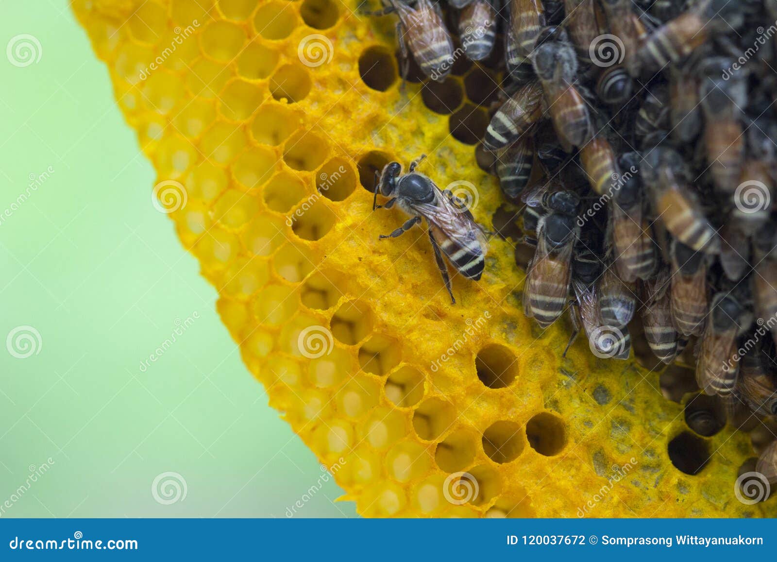 Closeup View of the Working Bees on Honeycomb, Honey Cells Pattern ...