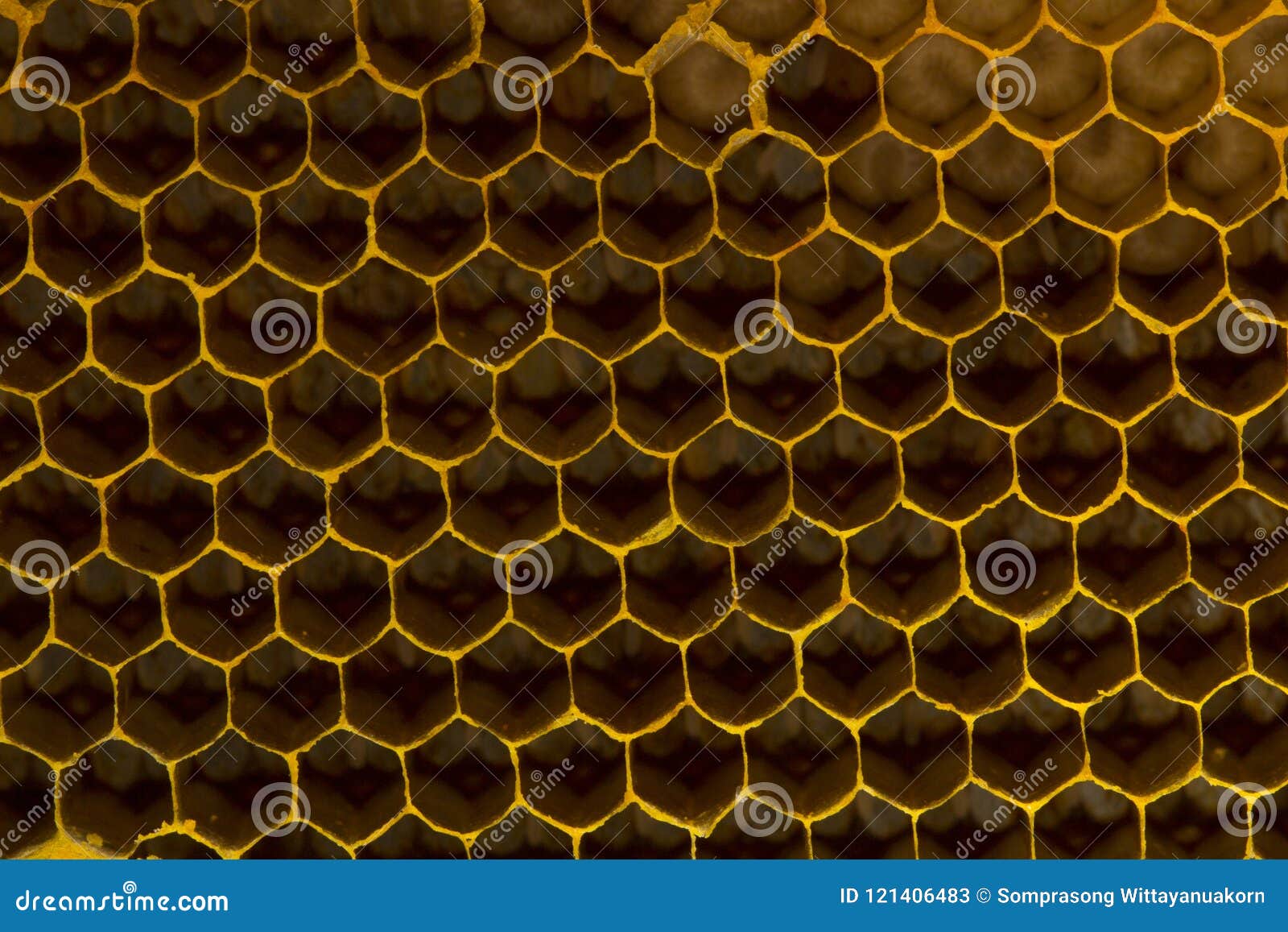 Closeup View of the Working Bees on Honeycomb, Honey Cells Pattern ...