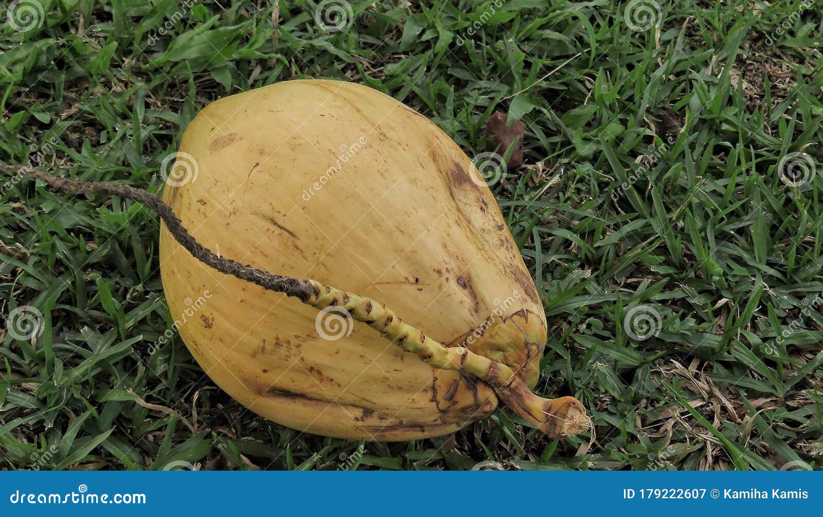 Closeup View of Yellow Coconut on the Grass. Fresh Fruit Concet Stock ...