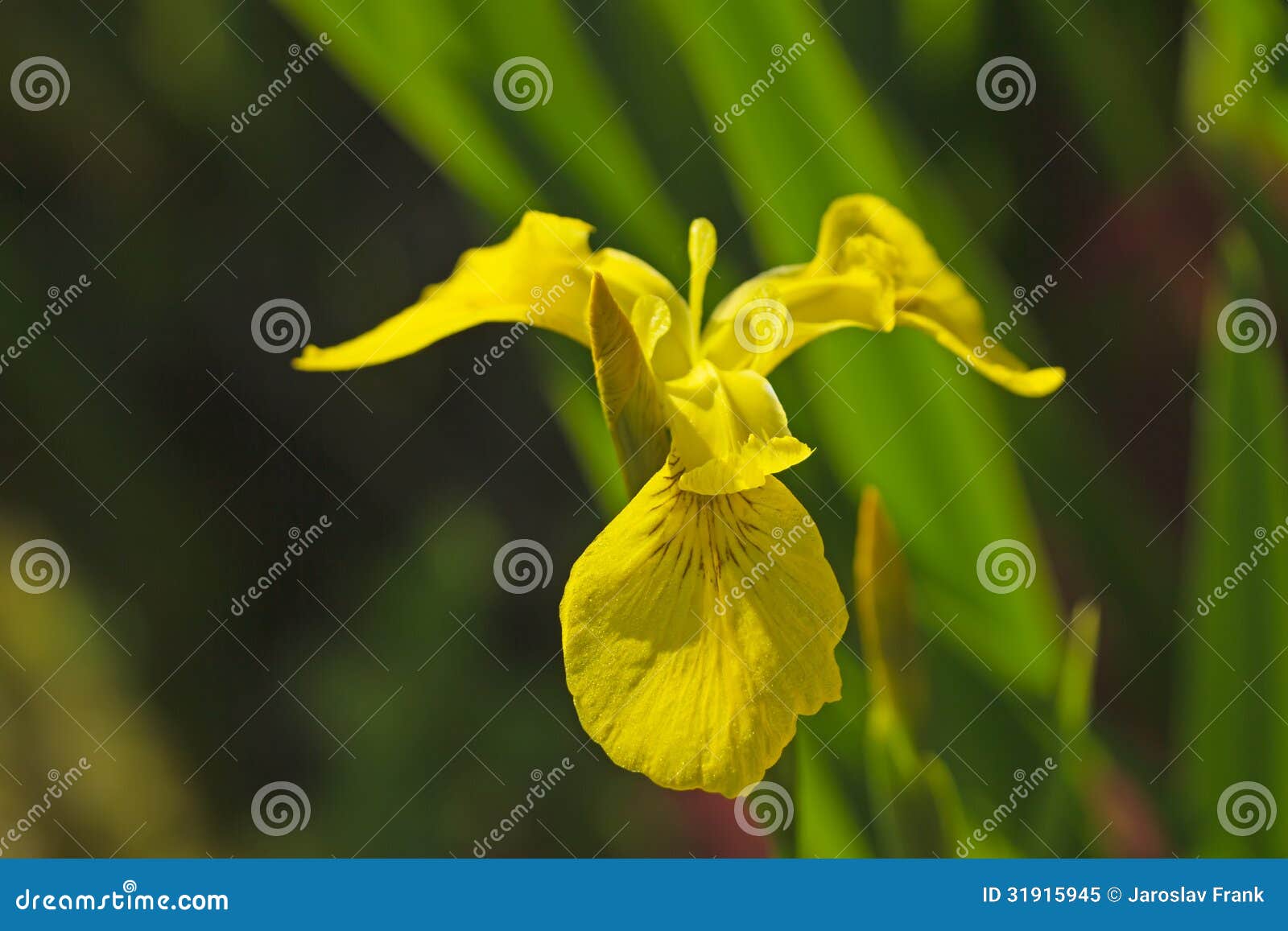 Closeup View of Yellow Flag Flower Outdoors. Stock Image - Image of ...