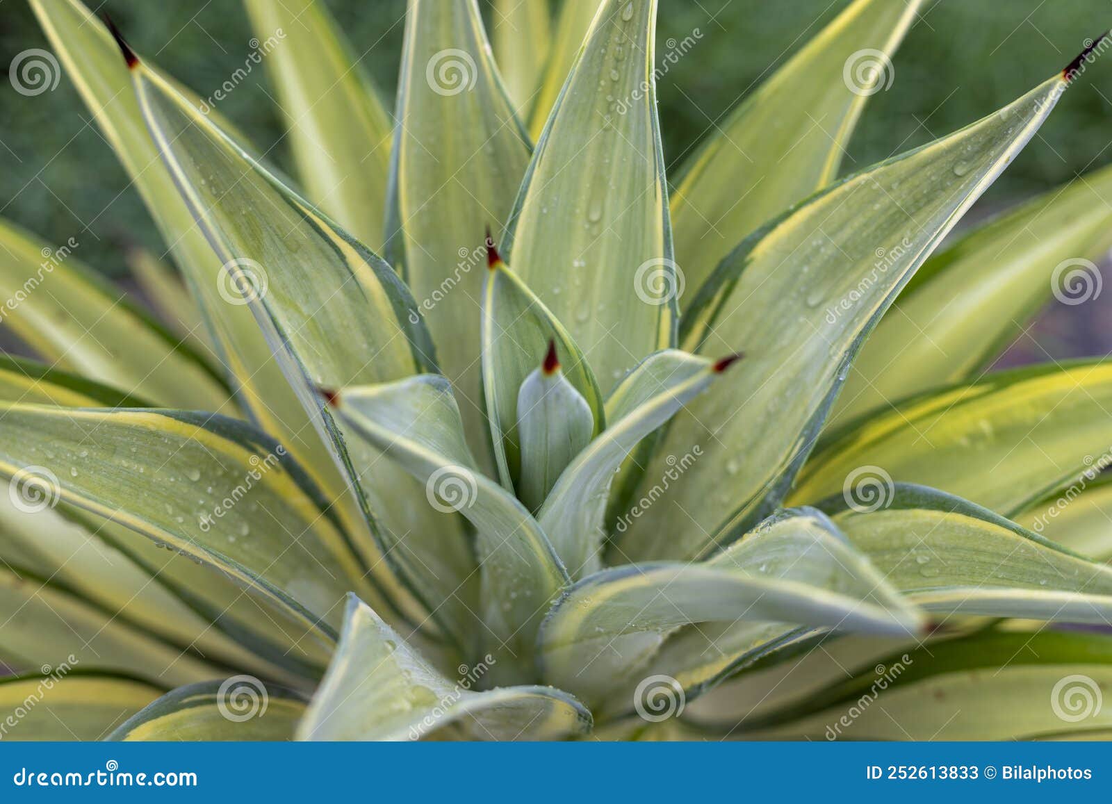 Closeup View of Yellow Green Agave Leaves Stock Image - Image of smooth ...