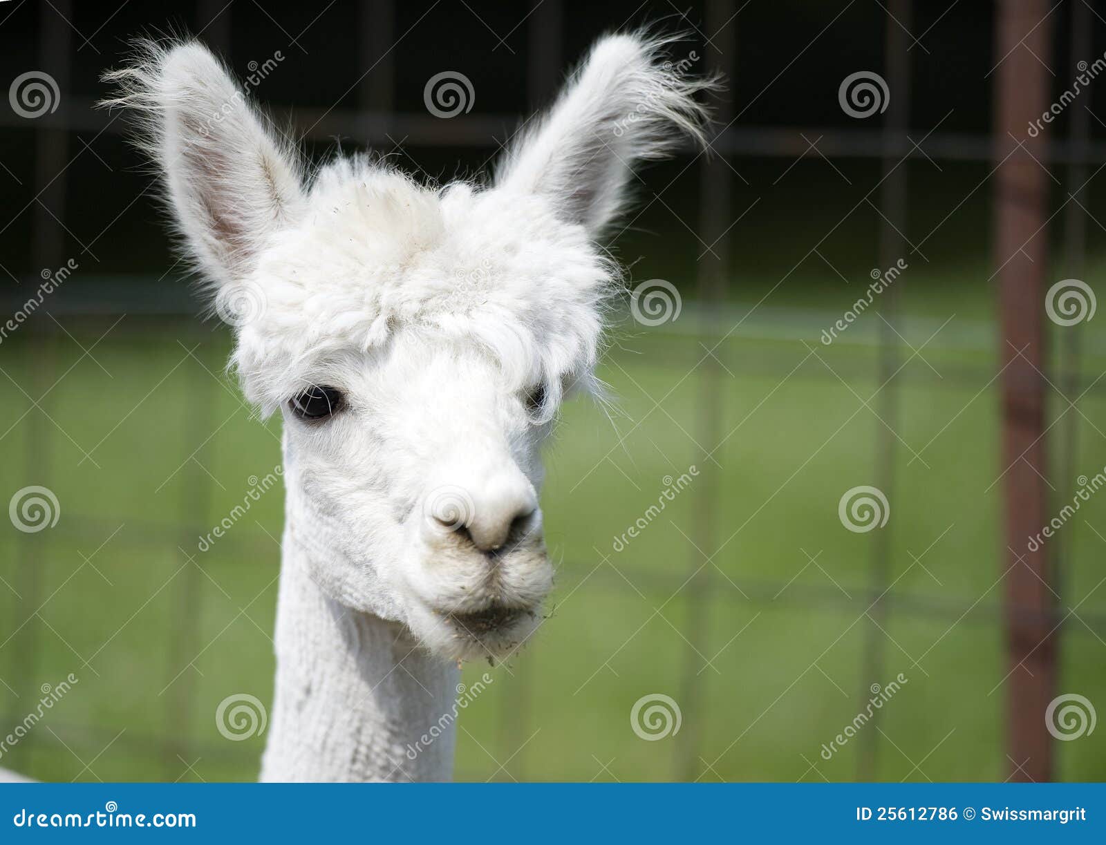 Closeup View Of Young Alpaca Stock Photo - Image of shaving, detail ...