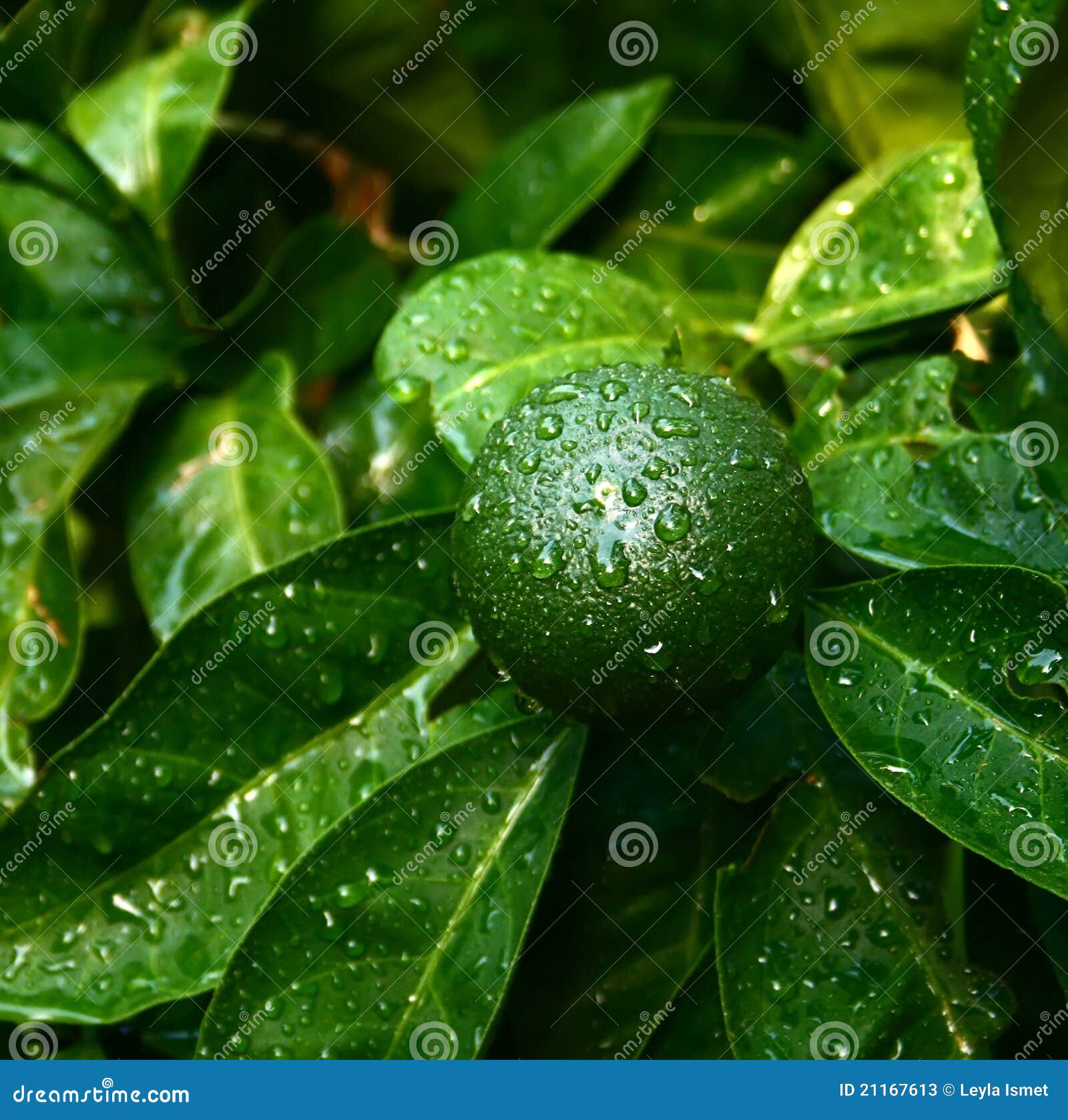 Closeup View of Young Mandarin Stock Image - Image of environment ...