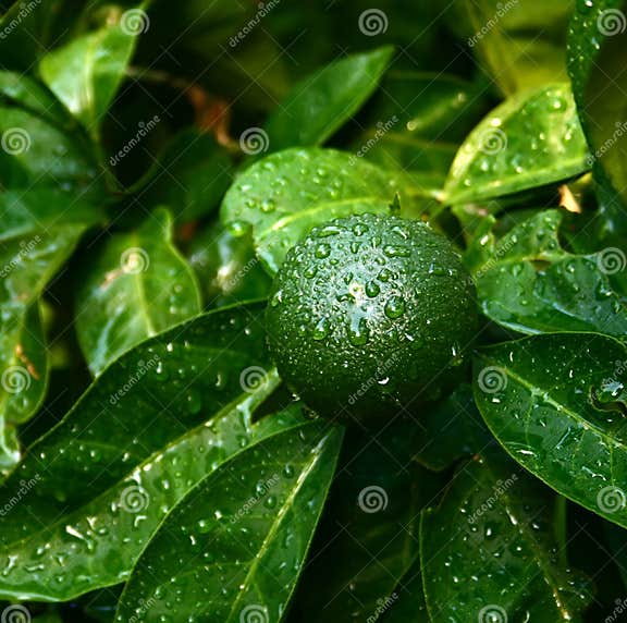 Closeup View of Young Mandarin Stock Image - Image of environment ...