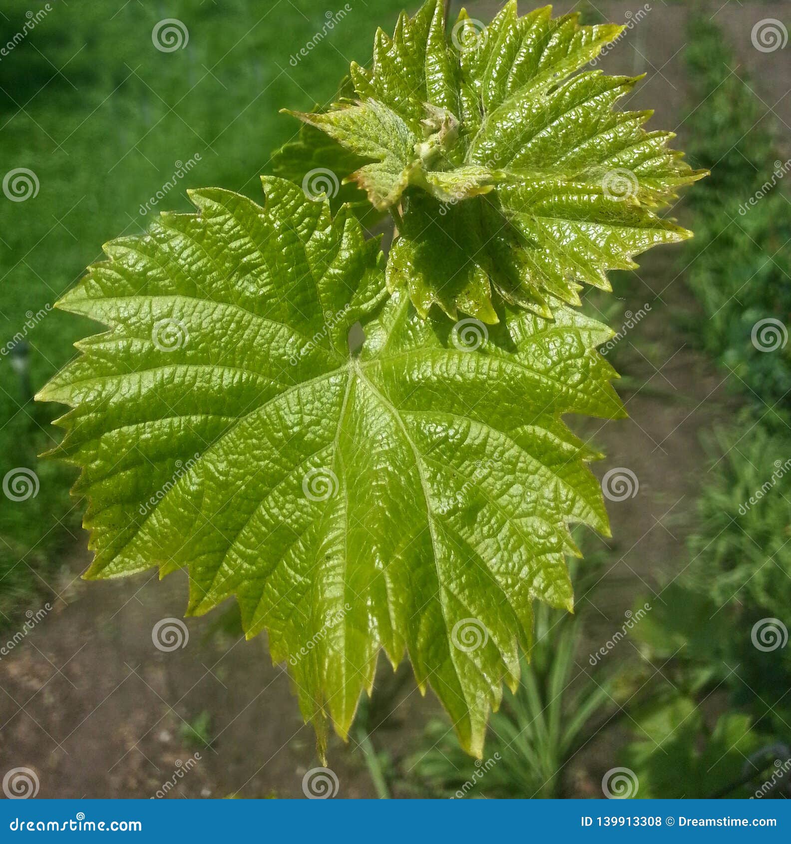 Closeup of vine grape leaf stock photo. Image of grapevine - 139913308