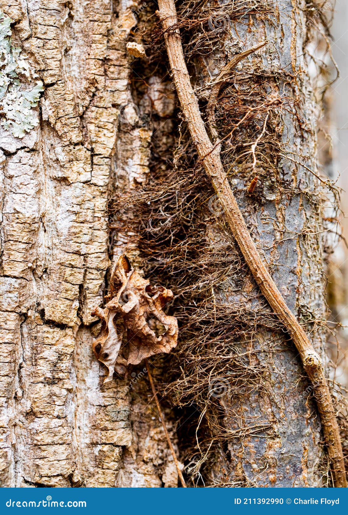 Closeup of Vine on Tree Trunk Stock Photo - Image of woody, vertical ...