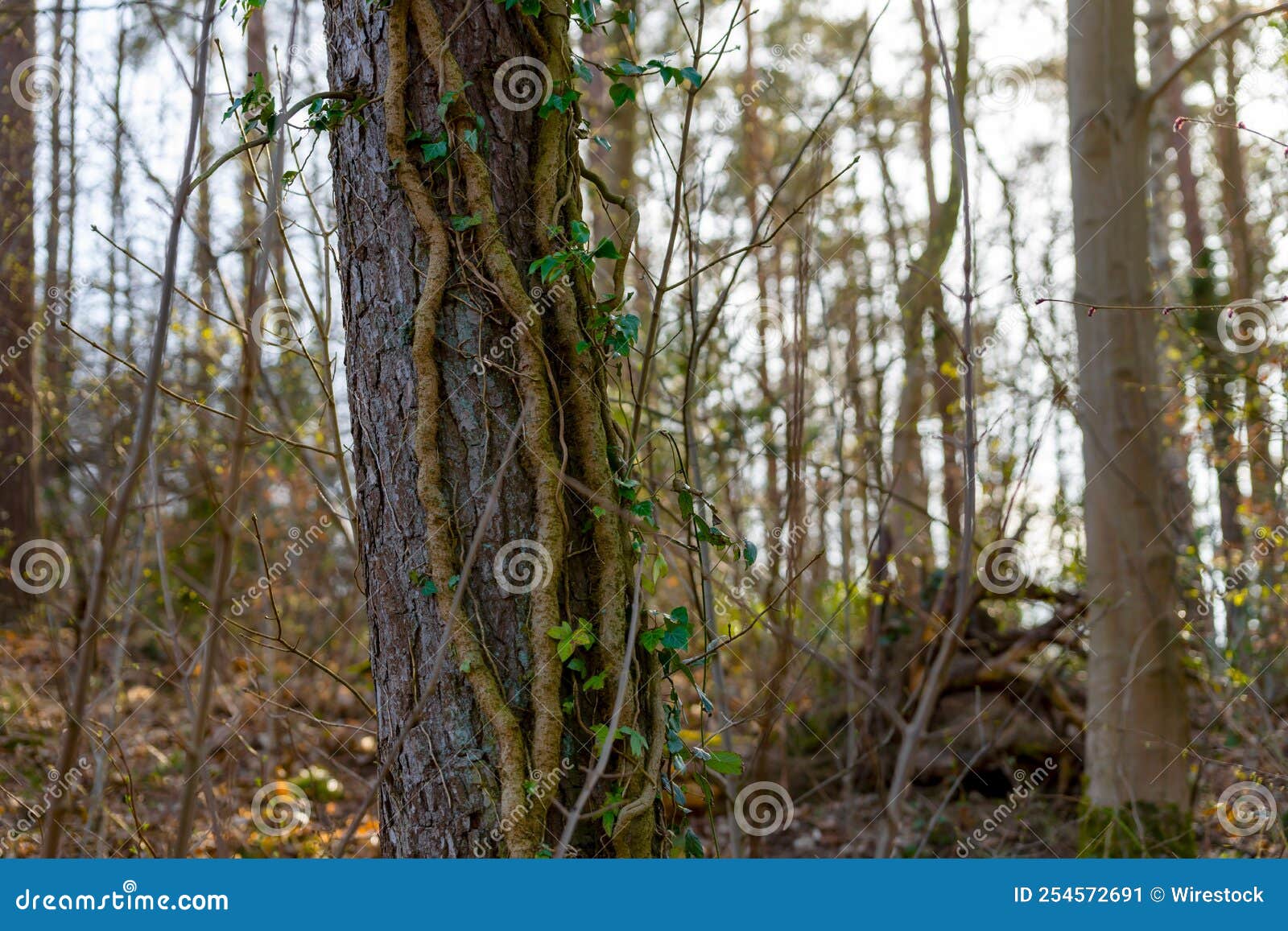 Closeup of Vines on a Tree Growing in a Forest Stock Image - Image of ...