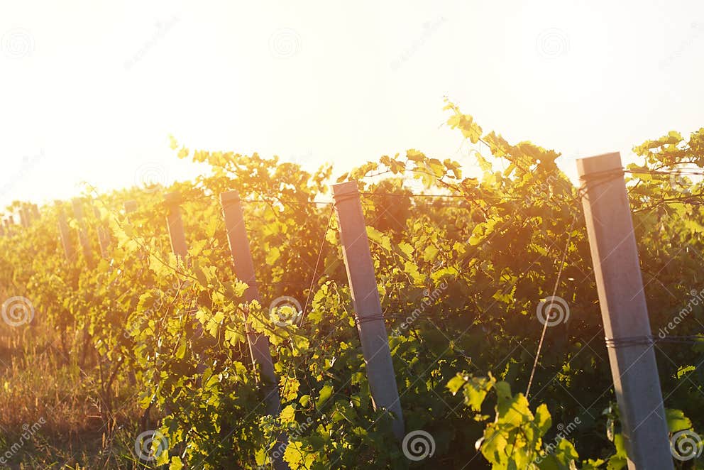 Closeup of Vineyard Rows of Stakes Stock Image - Image of leaves, gold ...