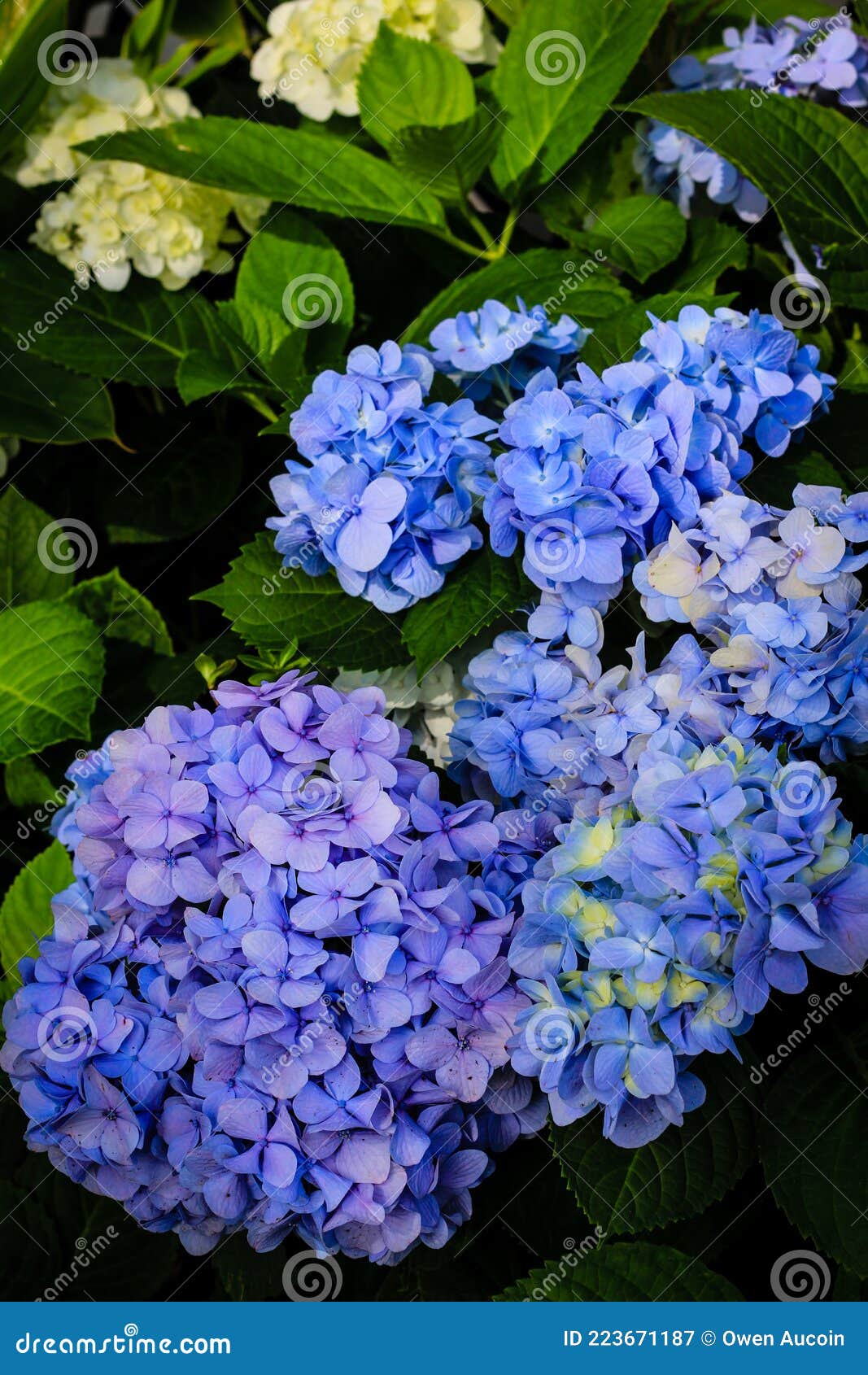 Violet Hydrangea stock image. Image of plant, flowerheads - 223671187