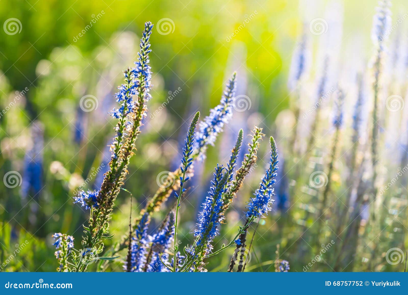 Closeup Violet Prairie Flowers Background Stock Photo - Image of ...