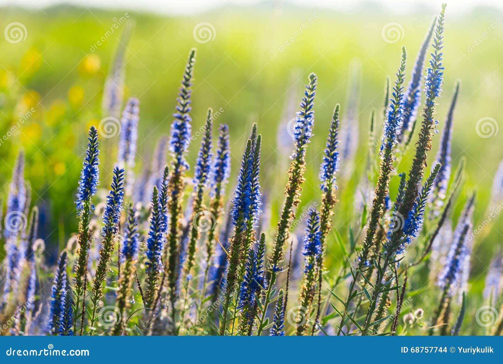 Closeup Violet Prairie Flowers Stock Photo - Image of season, prairie ...