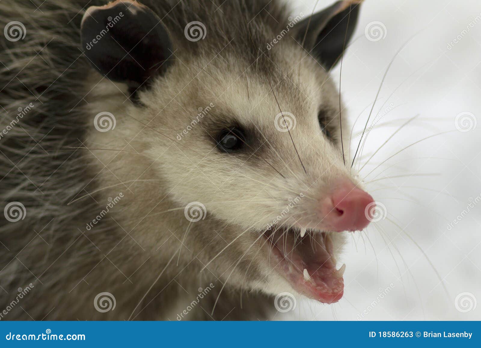 Closeup of Virginia Opossum Stock Image - Image of canada, animal: 18586263