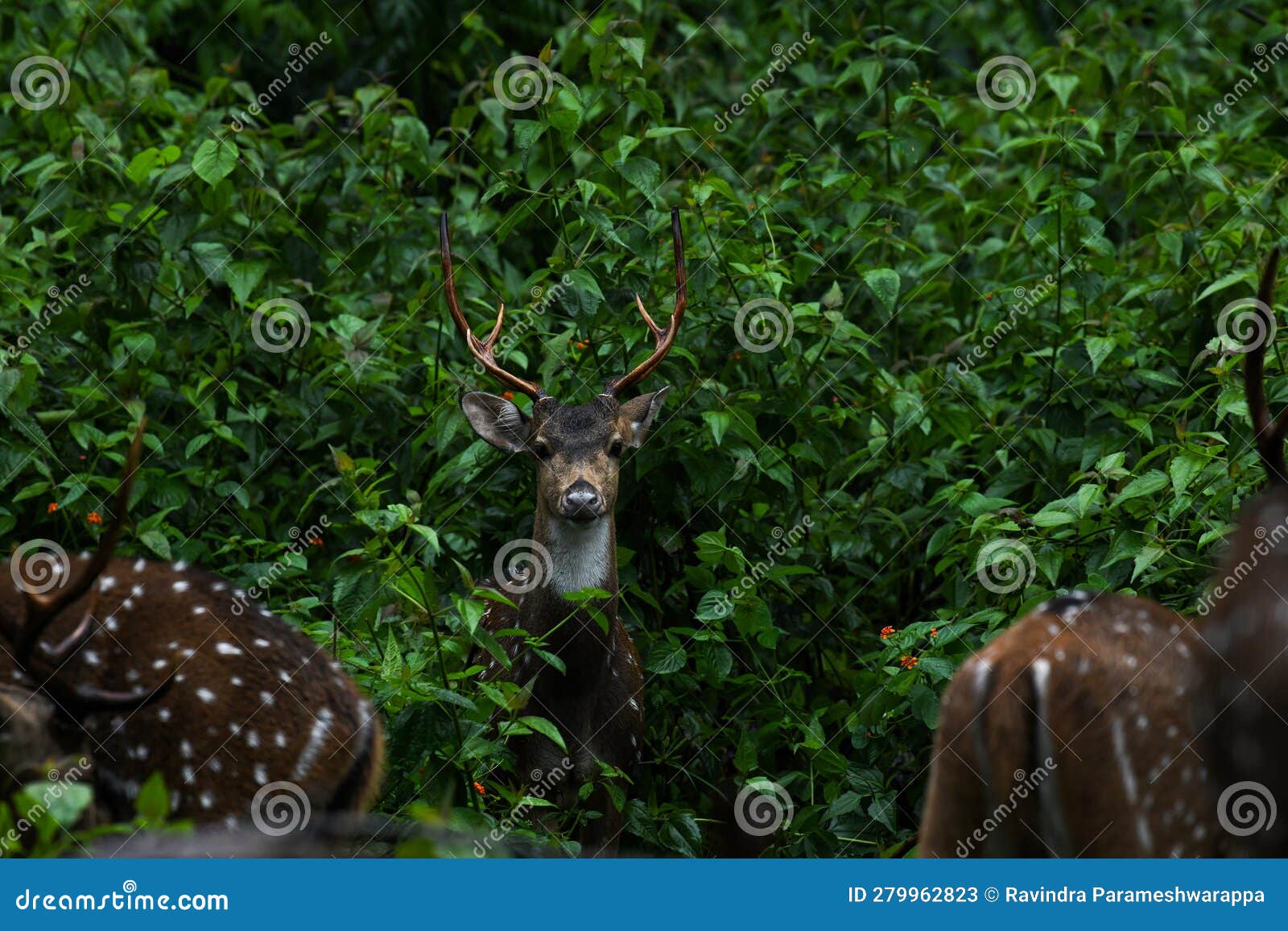 A Closeup of Visayan Spotted Deer or Axis Deer Resting in the Forest ...