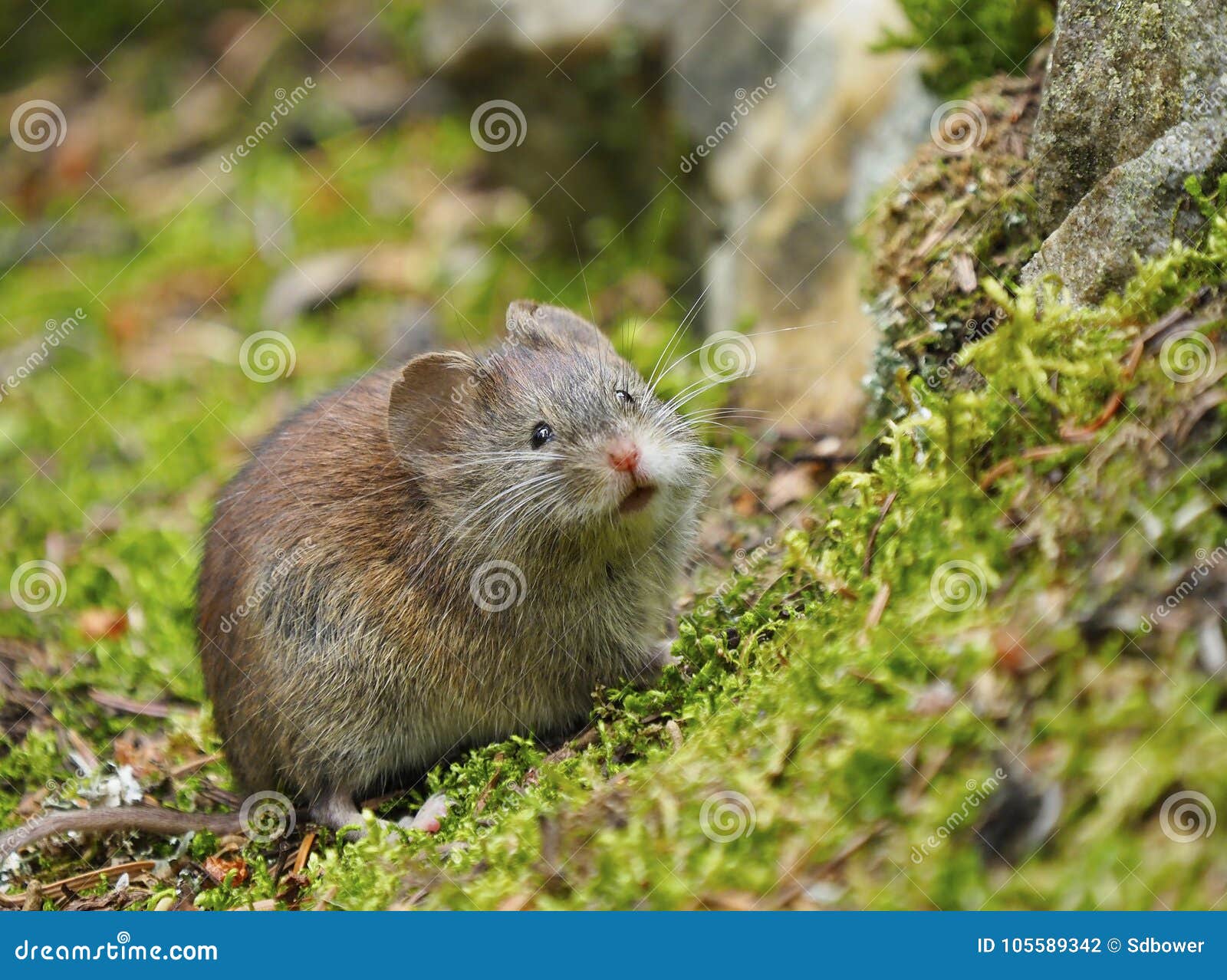 Closeup of a Vole stock photo. Image of arvalis, closeup - 105589342