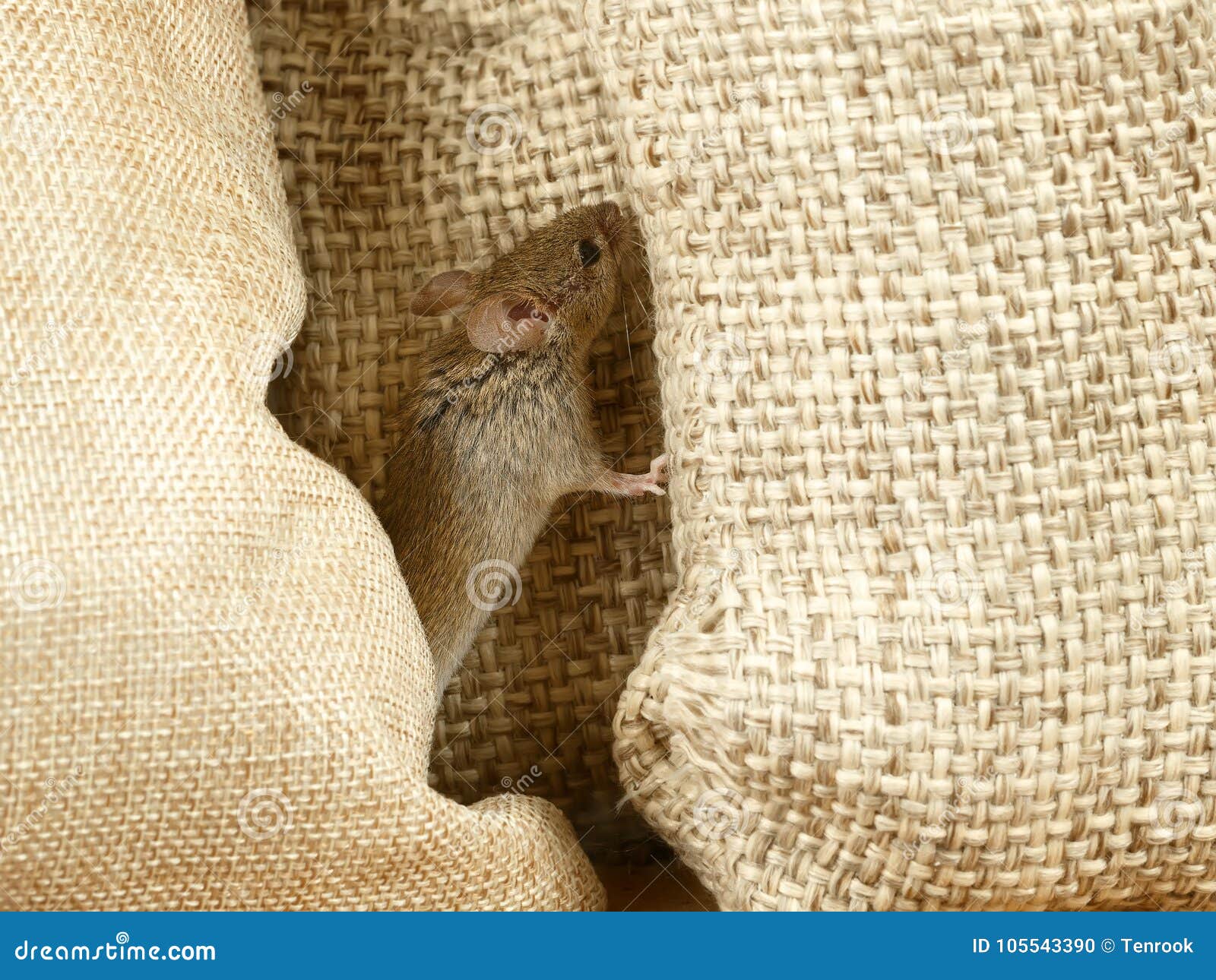 Closeup the Vole Mouse between Sacks in Warehouse Stock Photo - Image ...
