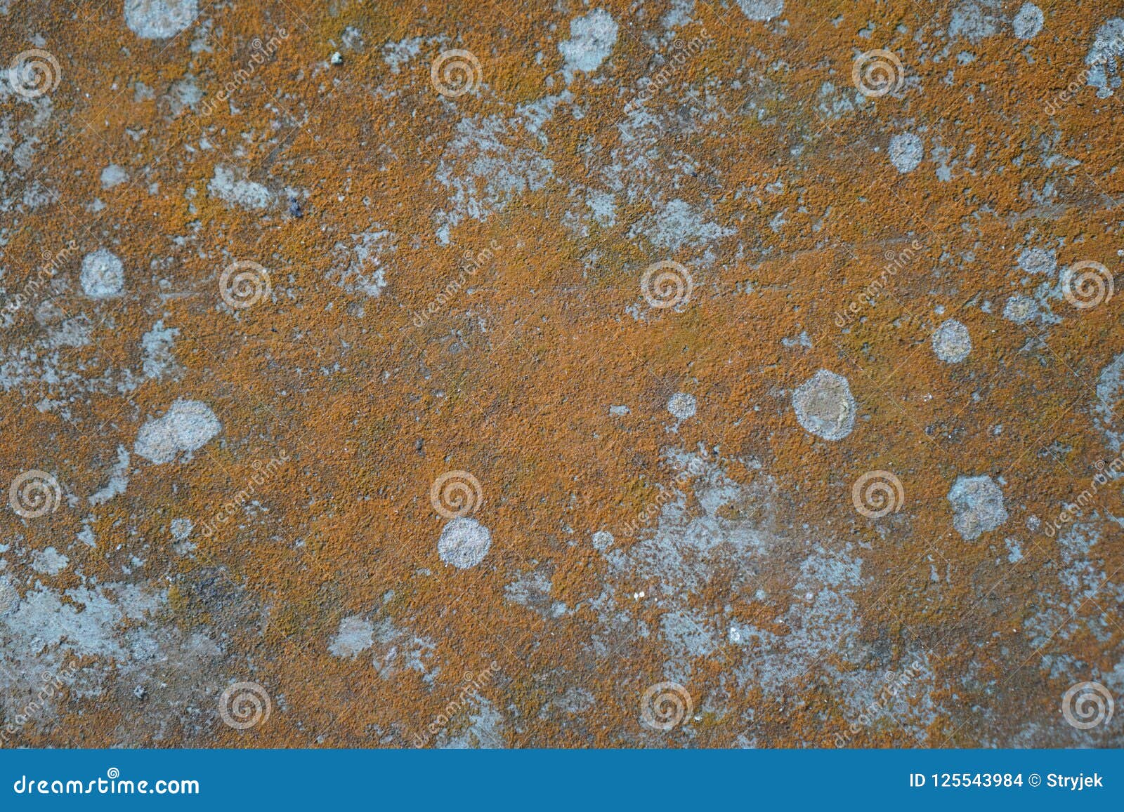 Mold on the wall stock photo. Image of cover, apartment - 125543984