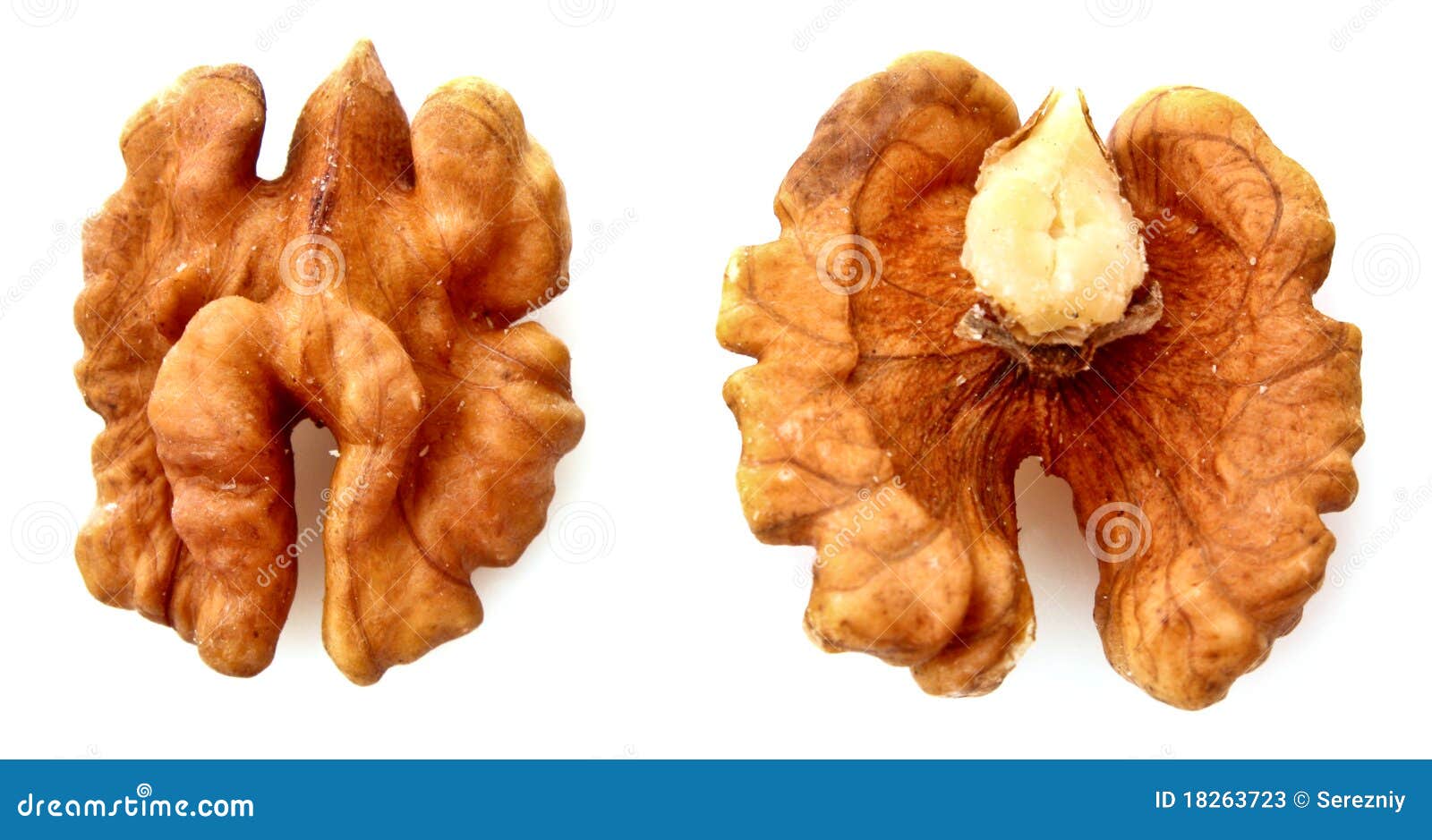 Closeup of a Walnut Isolated Stock Image - Image of object, kernel ...
