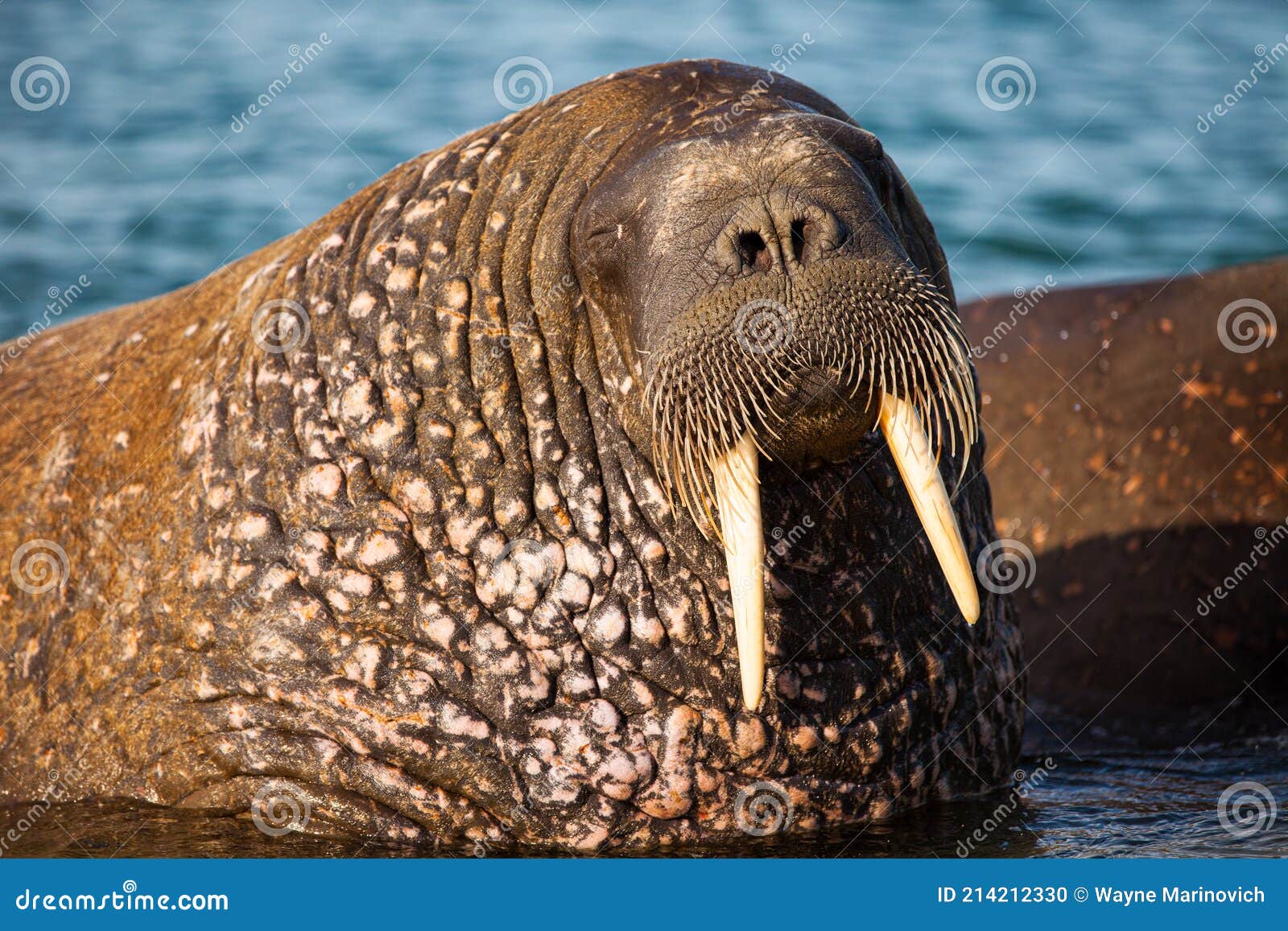 Closeup of a Walrus in the Cold Water of the Arctic Stock Photo - Image ...