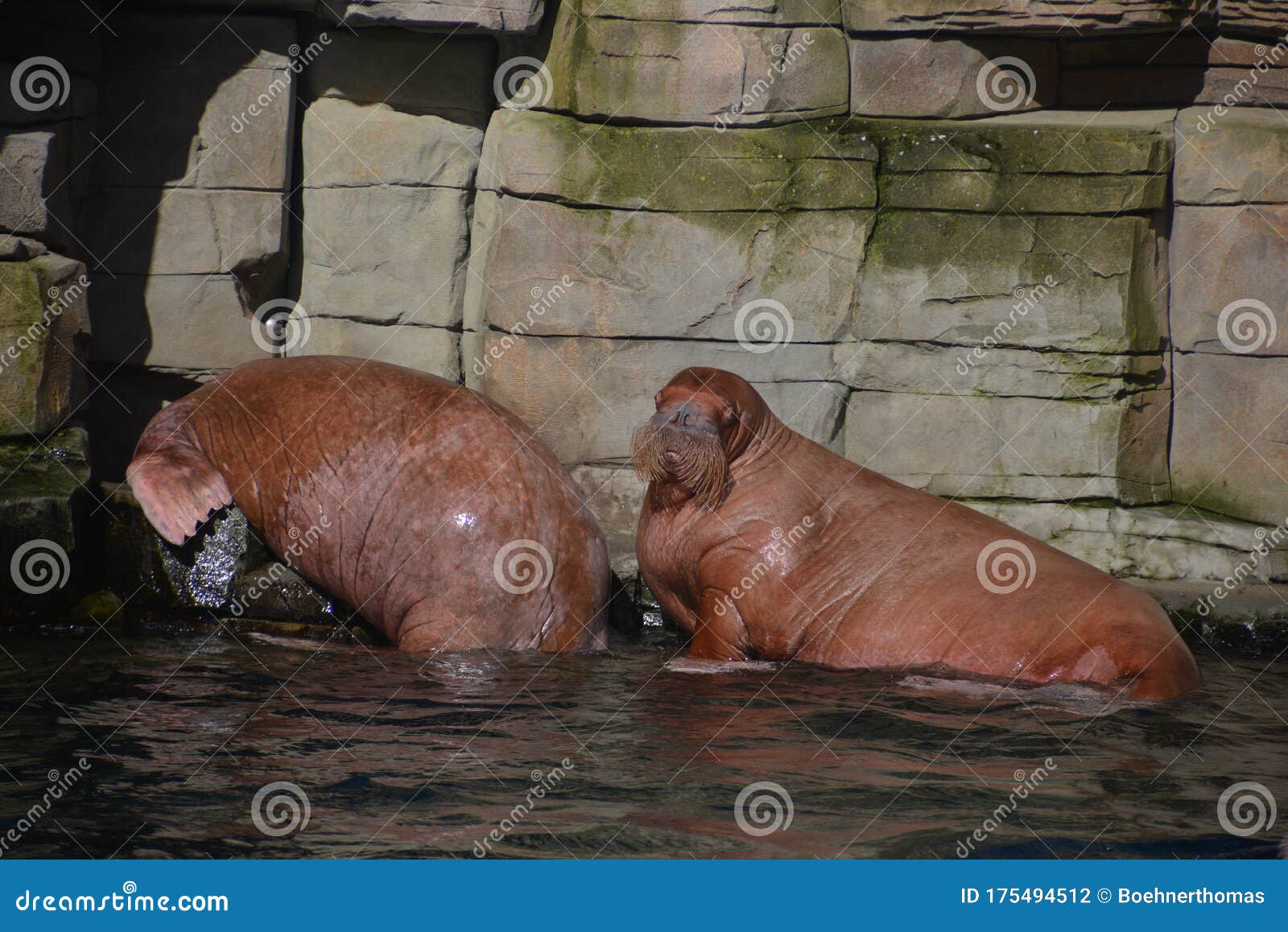 Walrus in the water stock photo. Image of grey, mammal - 175494512