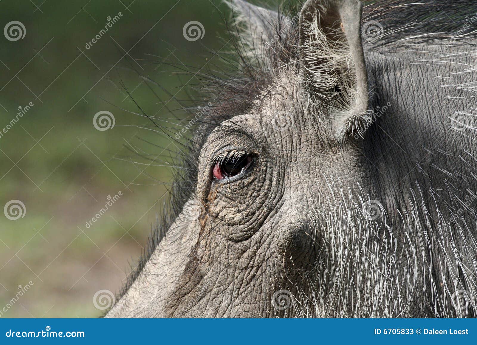 Closeup of warthog face stock image. Image of wildlife - 6705833