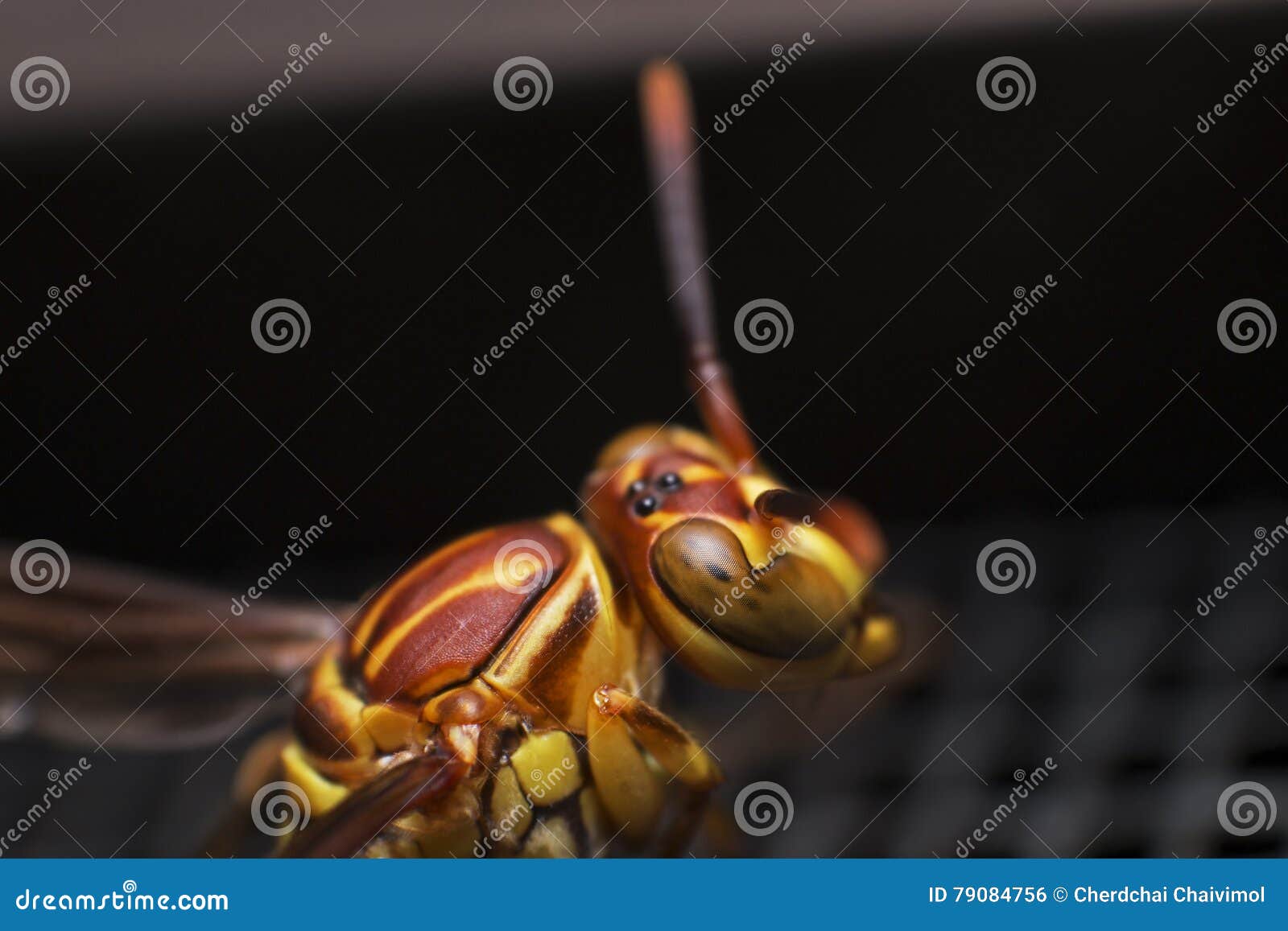 Closeup of Wasp Eye with Shell Texture Stock Photo - Image of nature ...