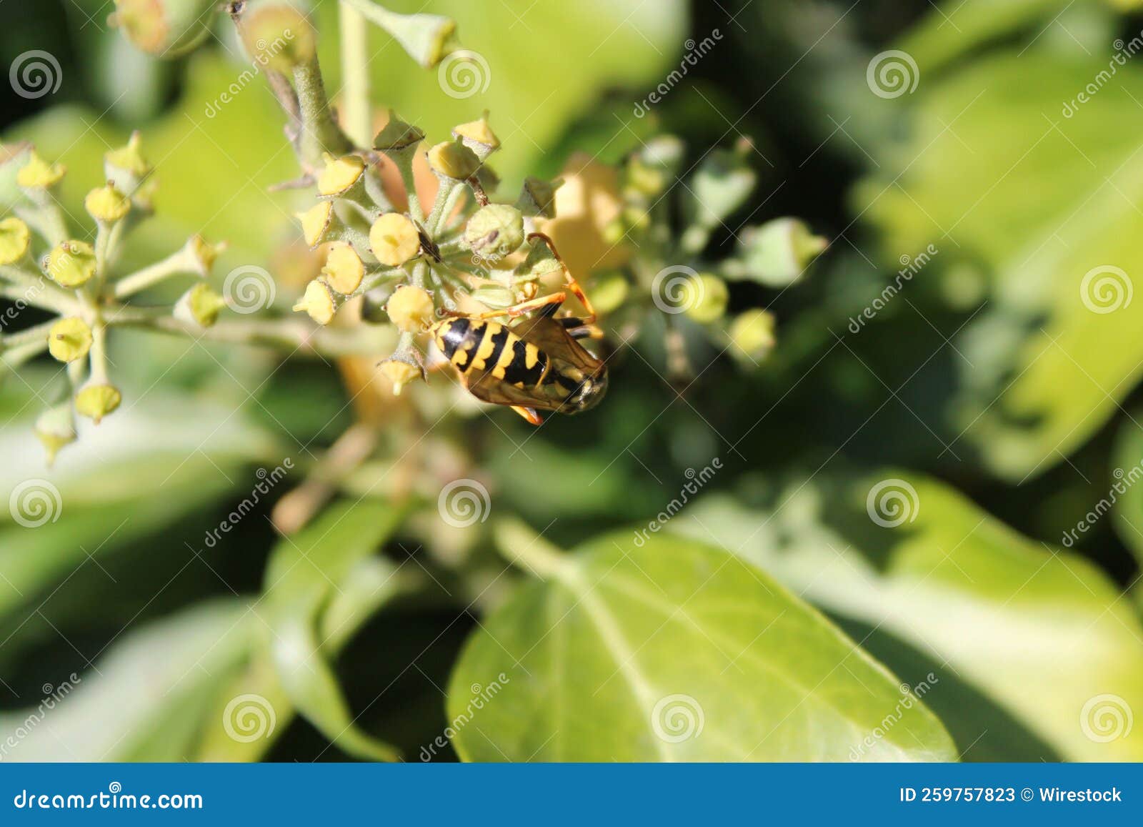 Closeup of a Wasp on a Green Plant Stock Image - Image of wings, pretty ...