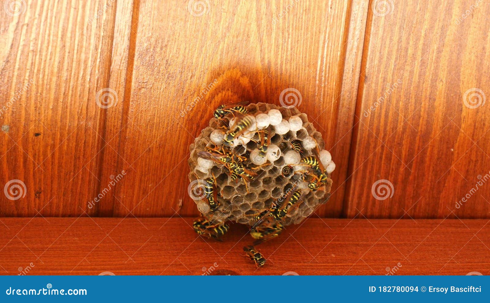 Closeup of Wasps Working on Wasp Hive. Static Shot Stock Photo - Image ...