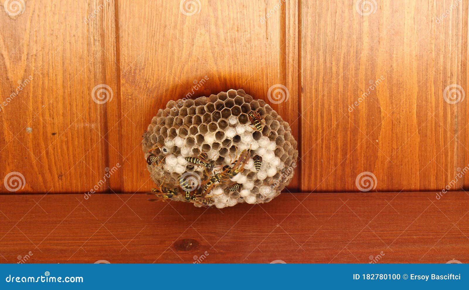 Closeup of Wasps Working on Wasp Hive. Static Shot Stock Photo - Image ...