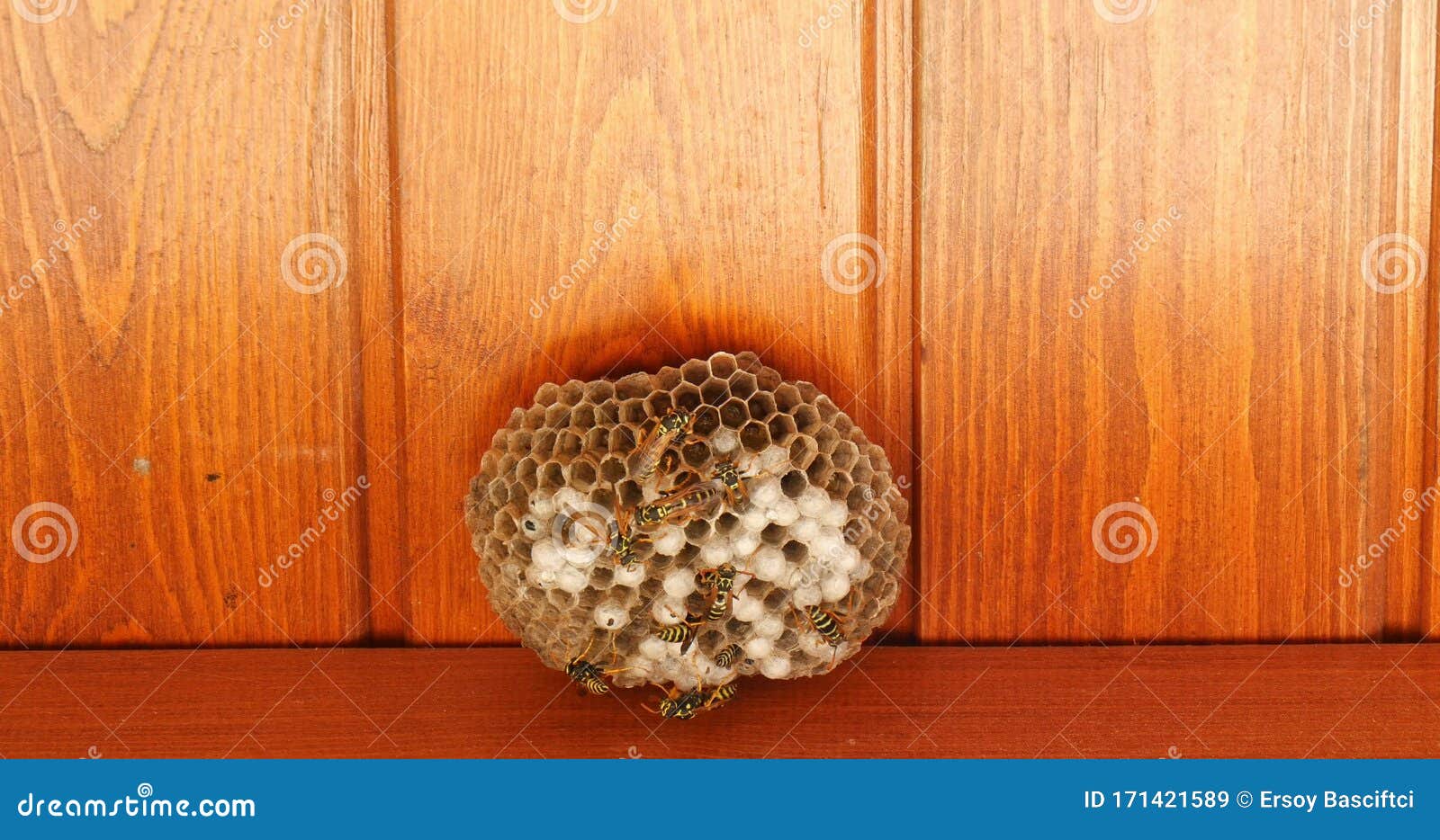 Closeup of Wasps Working on Wasp Hive and Two Wasp Fighting Stock Image ...