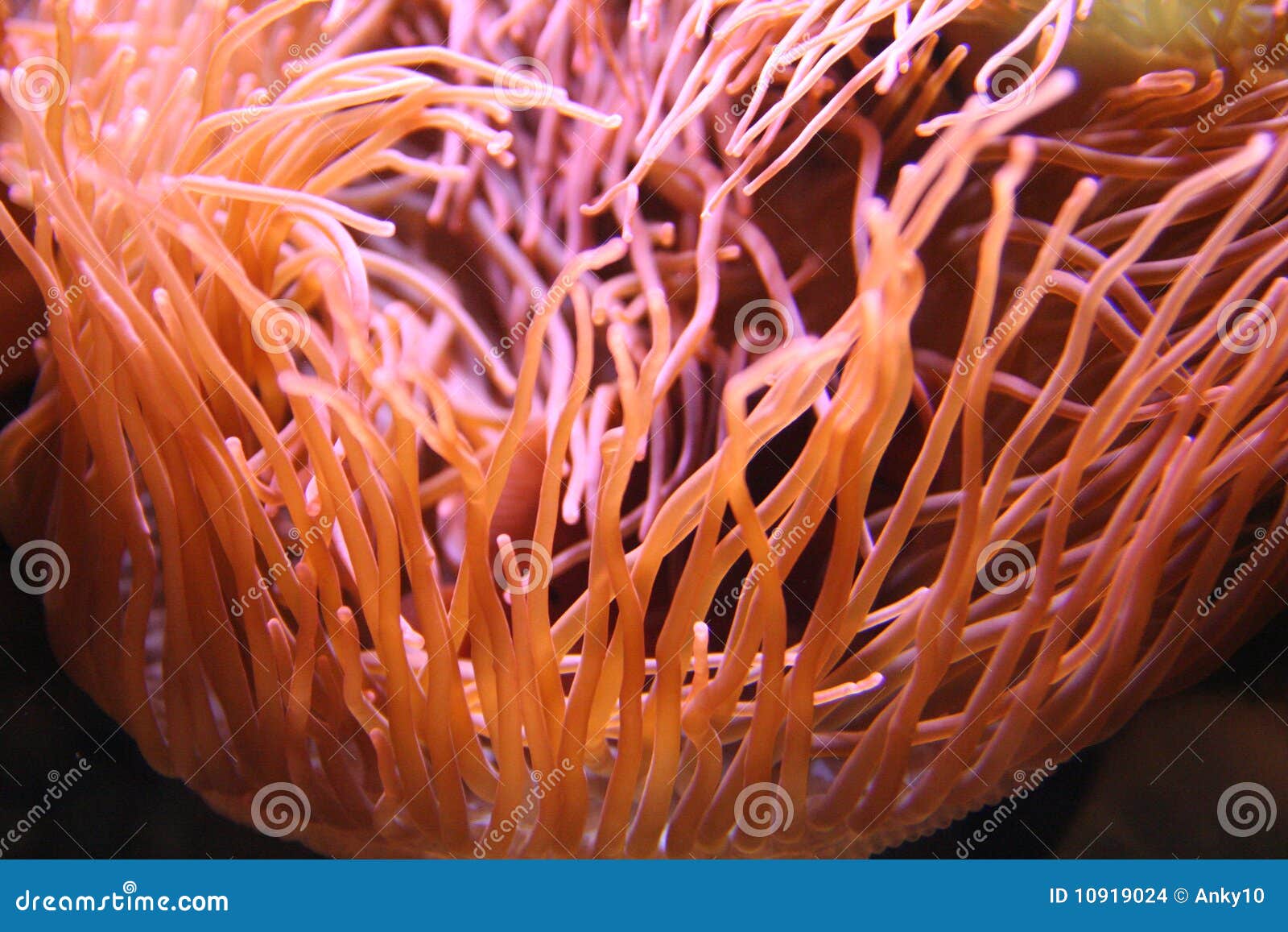 CloseUp of Water Anemone stock photo. Image of exotic - 10919024