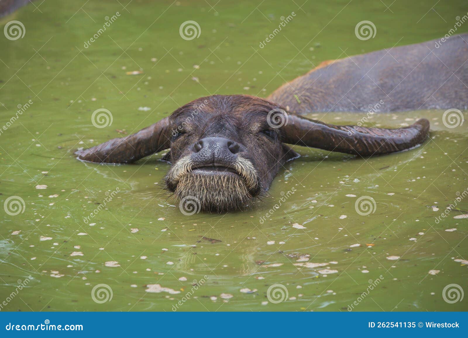 Closeup of a Water Buffalo Bathing in the River Stock Image - Image of ...
