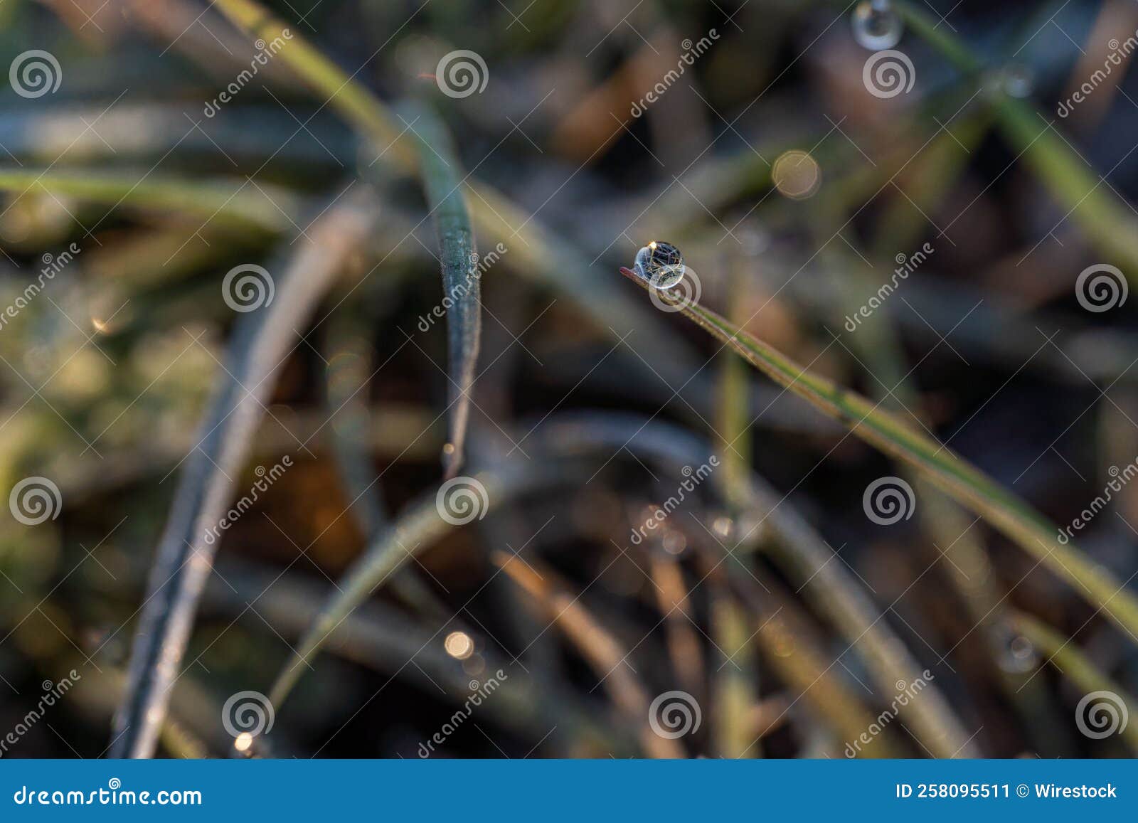Closeup of Water Drop on Plant Stem Stock Image - Image of transparent ...
