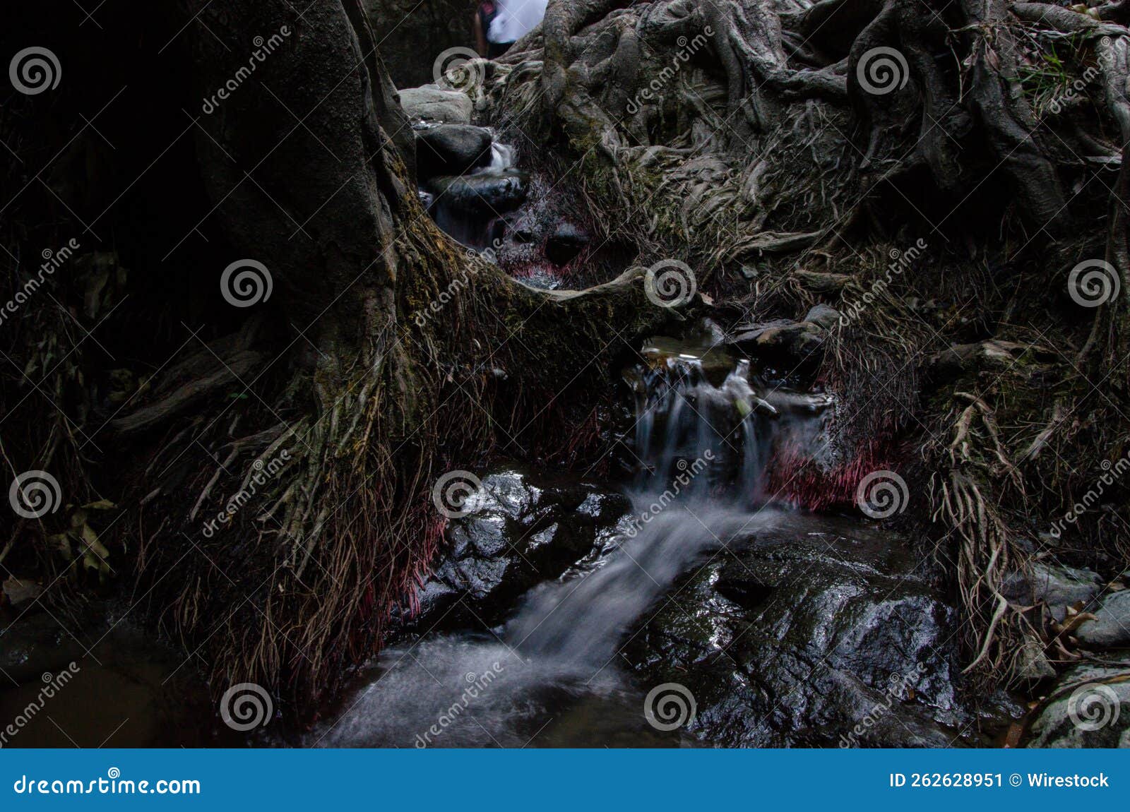 Closeup of Water Flowing through Tree Roots and Grass Stock Image ...