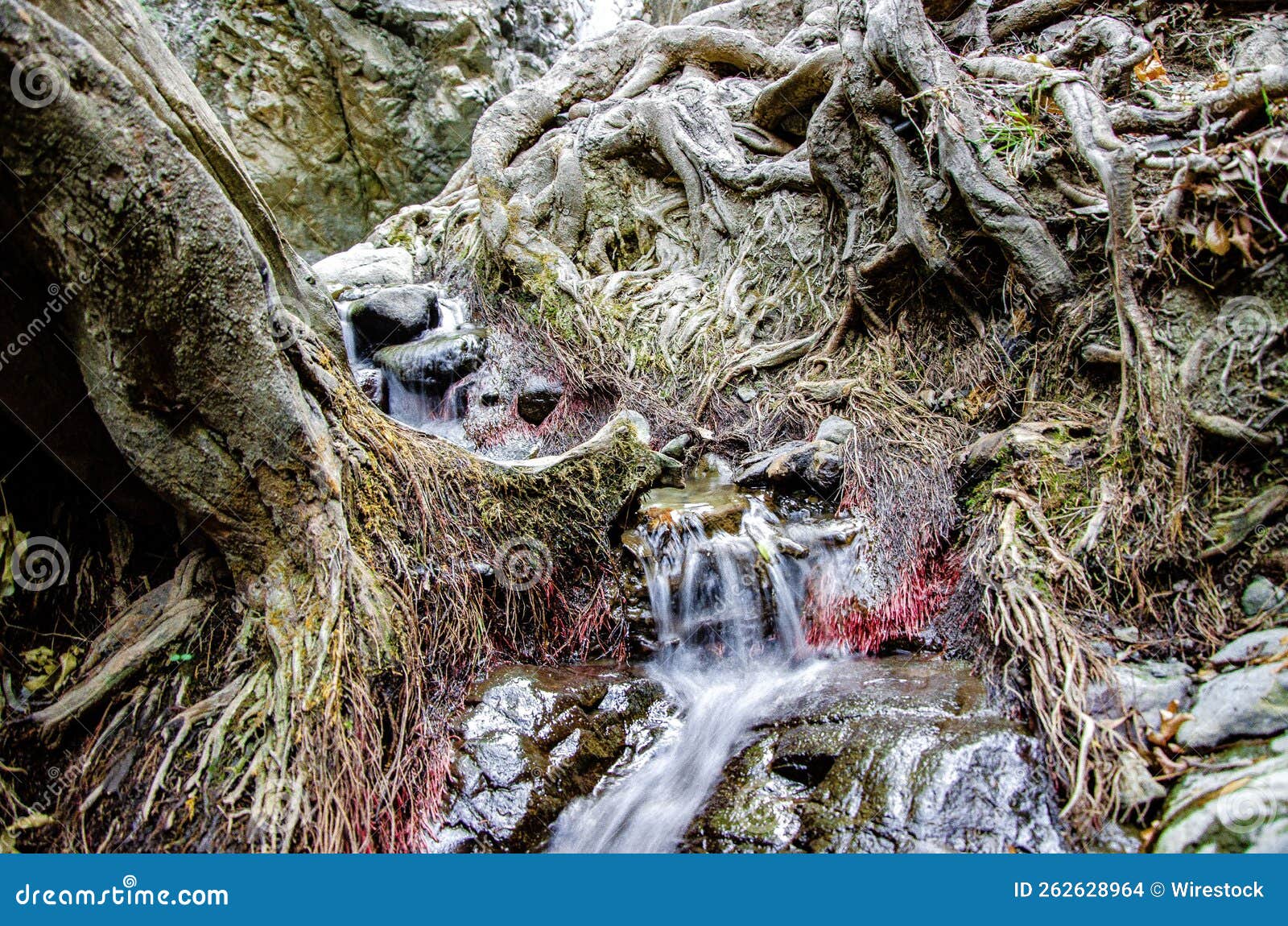 Closeup of Water Flowing through Tree Roots and Grass Stock Photo ...