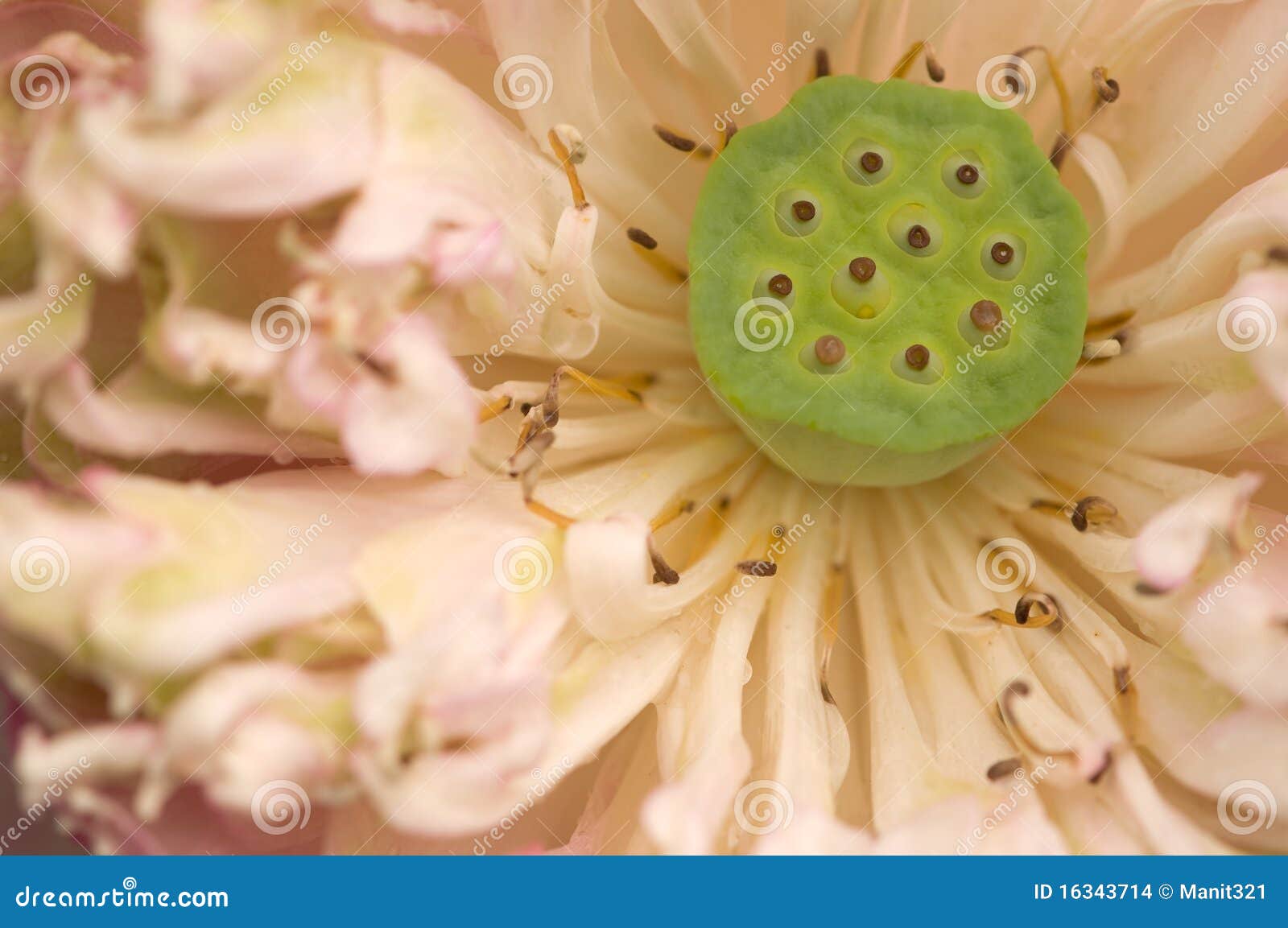 Closeup on water lily pod. stock photo. Image of single - 16343714