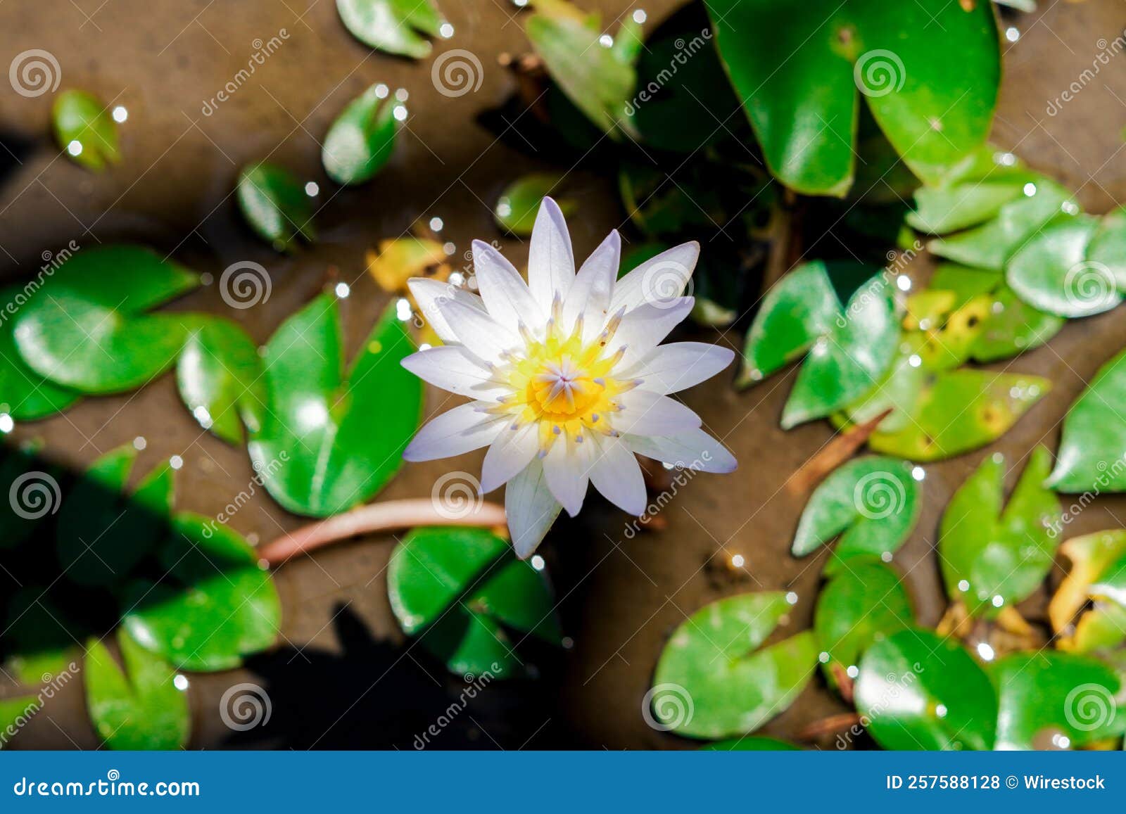 Closeup of a Water Lily in the Pond, a Top View Stock Photo - Image of ...